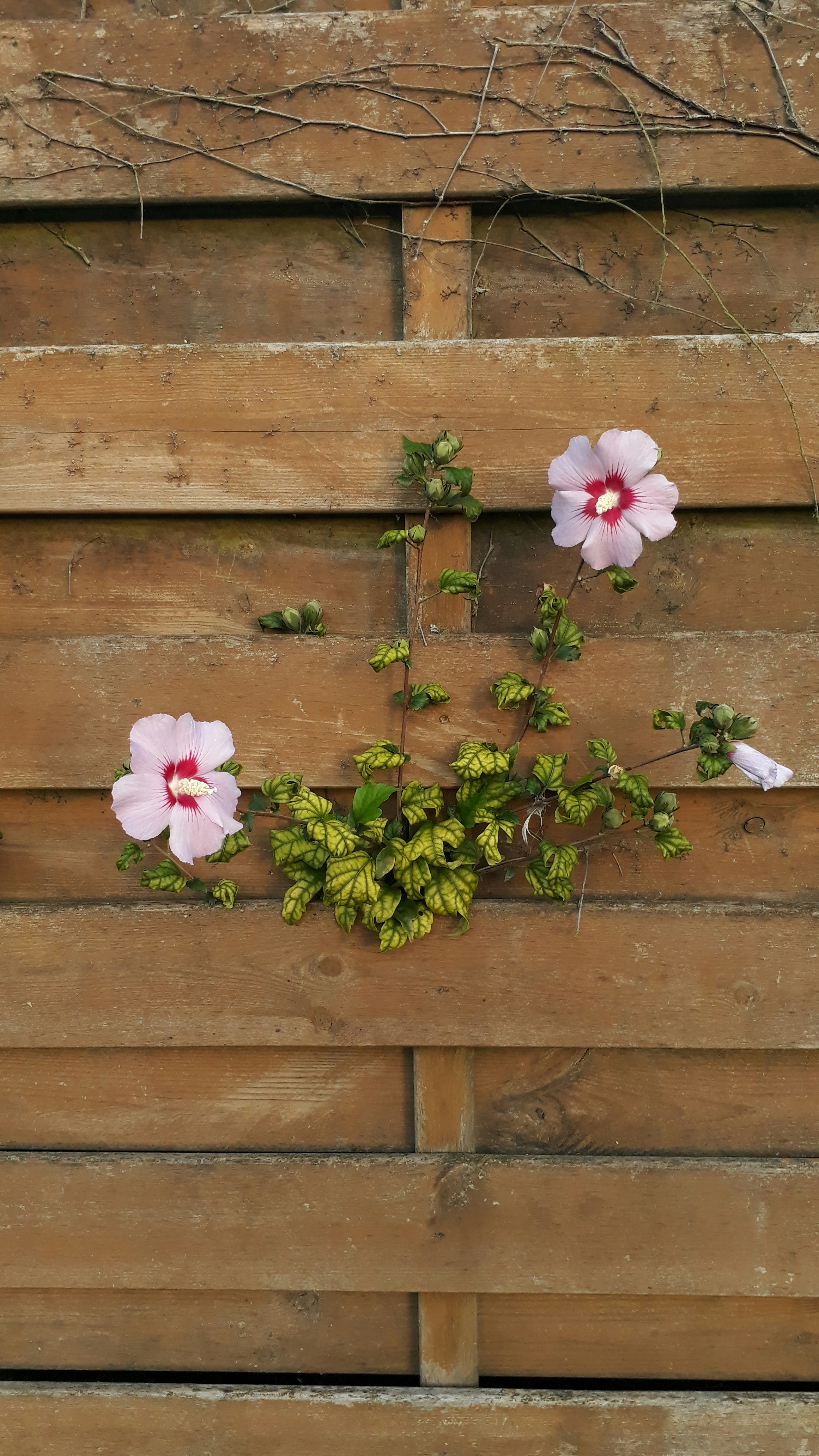 Pink Hibiscus Clings to Weathered Fence