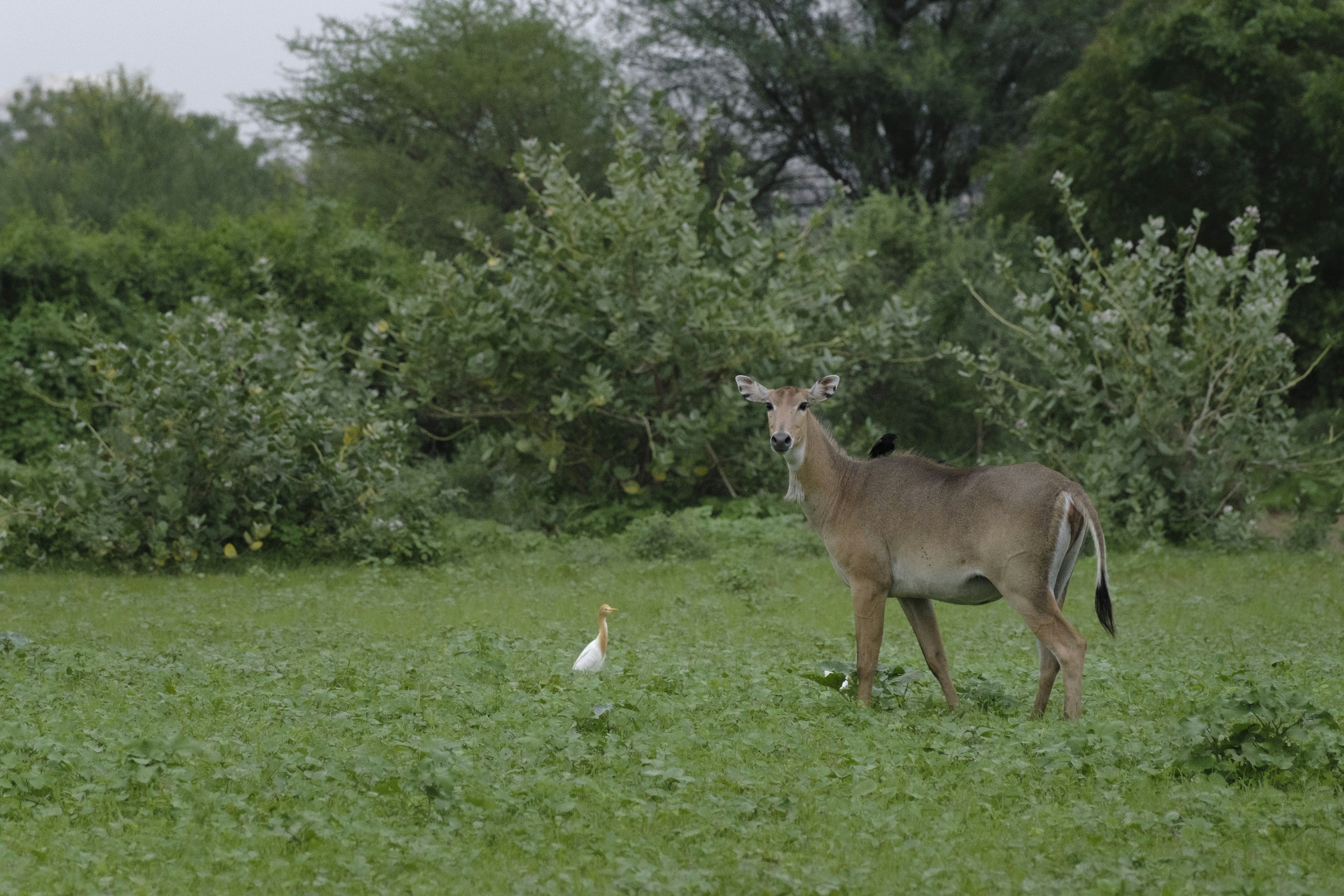 Meadow Pause: Doe and a White Bird in Quiet Green