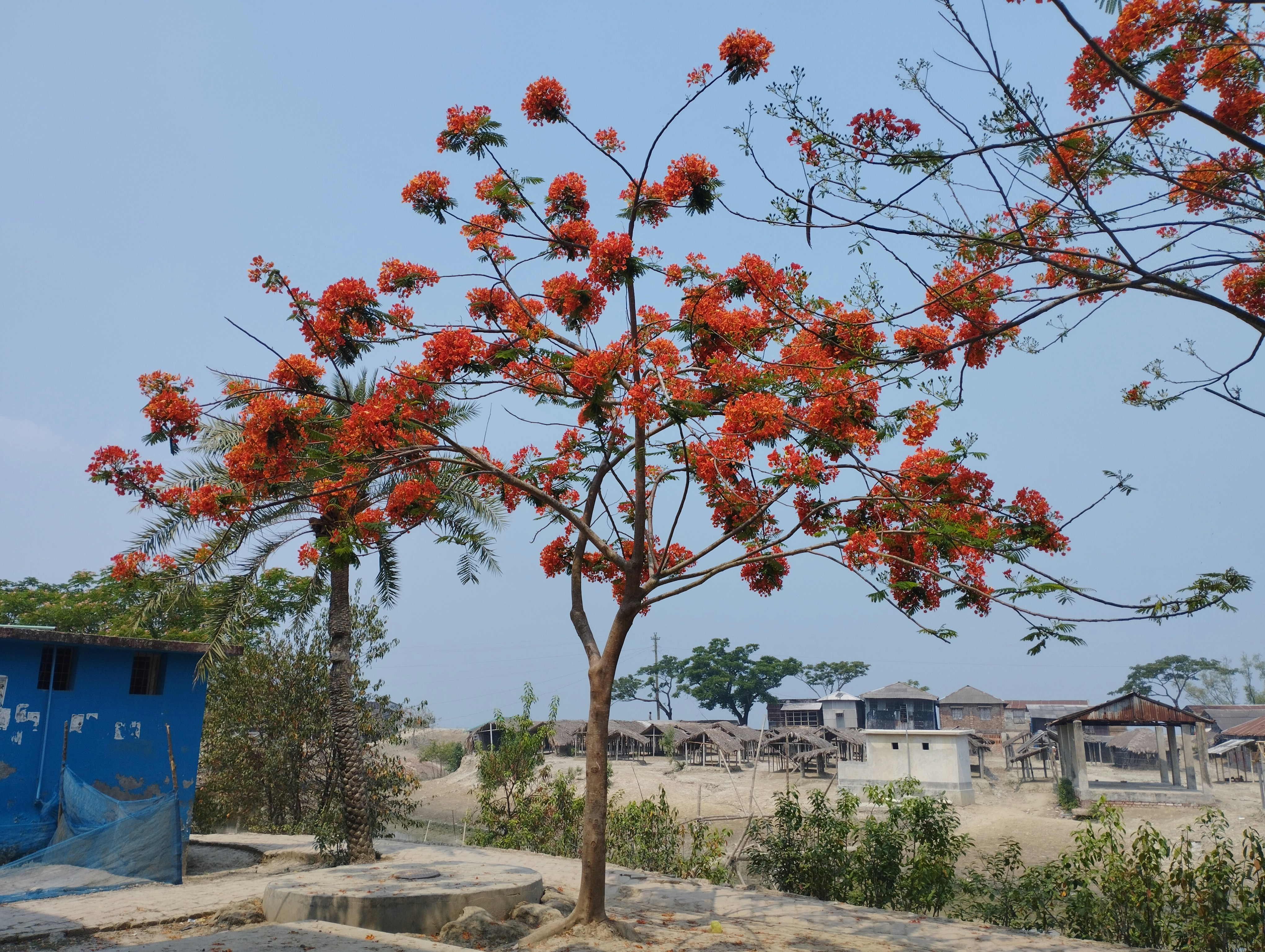 Crimson-flowered tree anchors a sunlit, dusty yard with a blue shed and distant houses, capturing a serene rural moment.