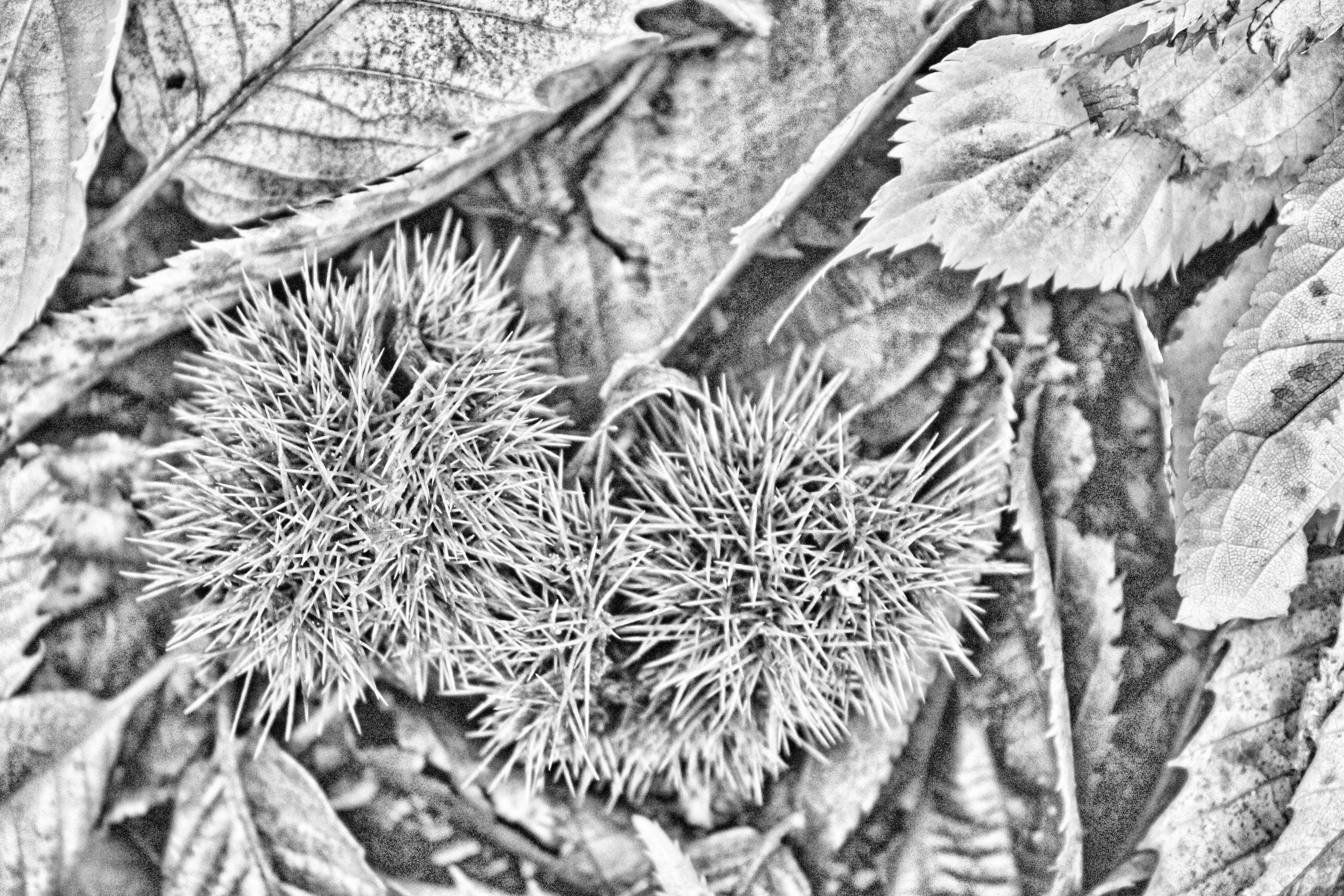 Two Spiky Chestnut Burrs in Monochrome Leaf Litter