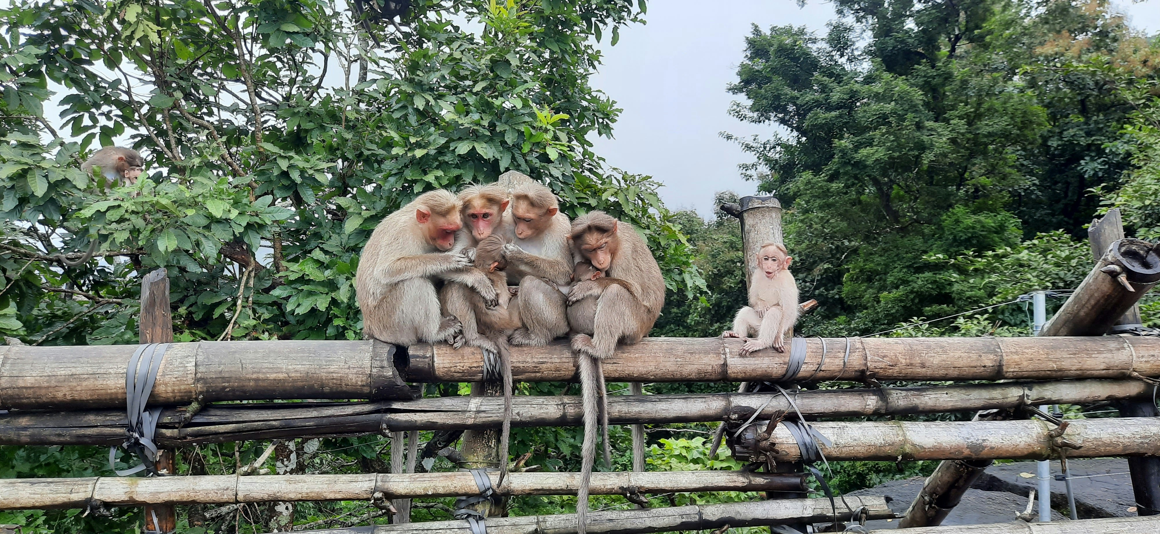 Group of macaques perched on a rustic bamboo fence among lush greenery.