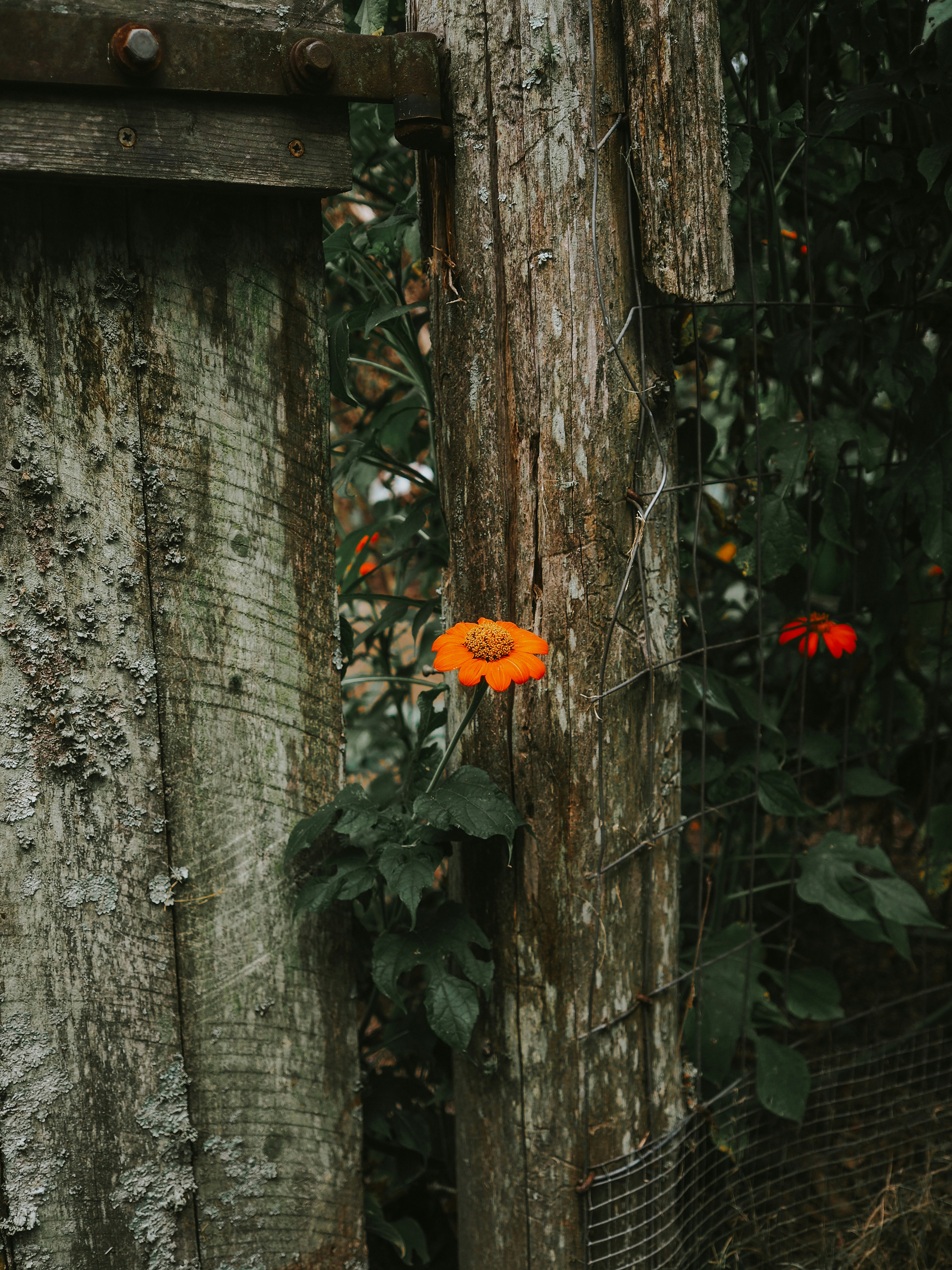 A Resilient Bloom Amidst Weathered Wood