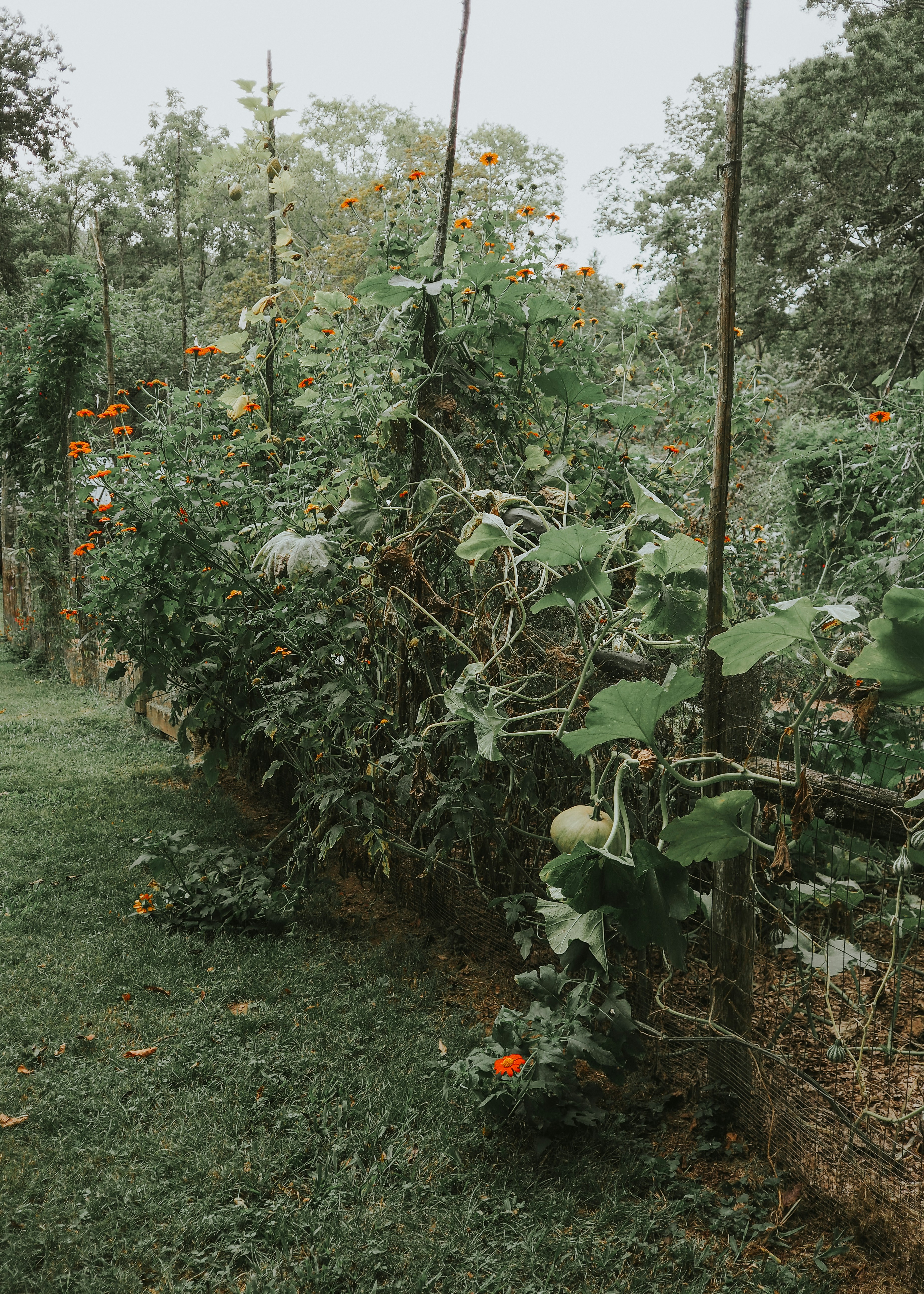 Sunlit Garden Trellis Enveloped by Vines and Tall Sunflowers