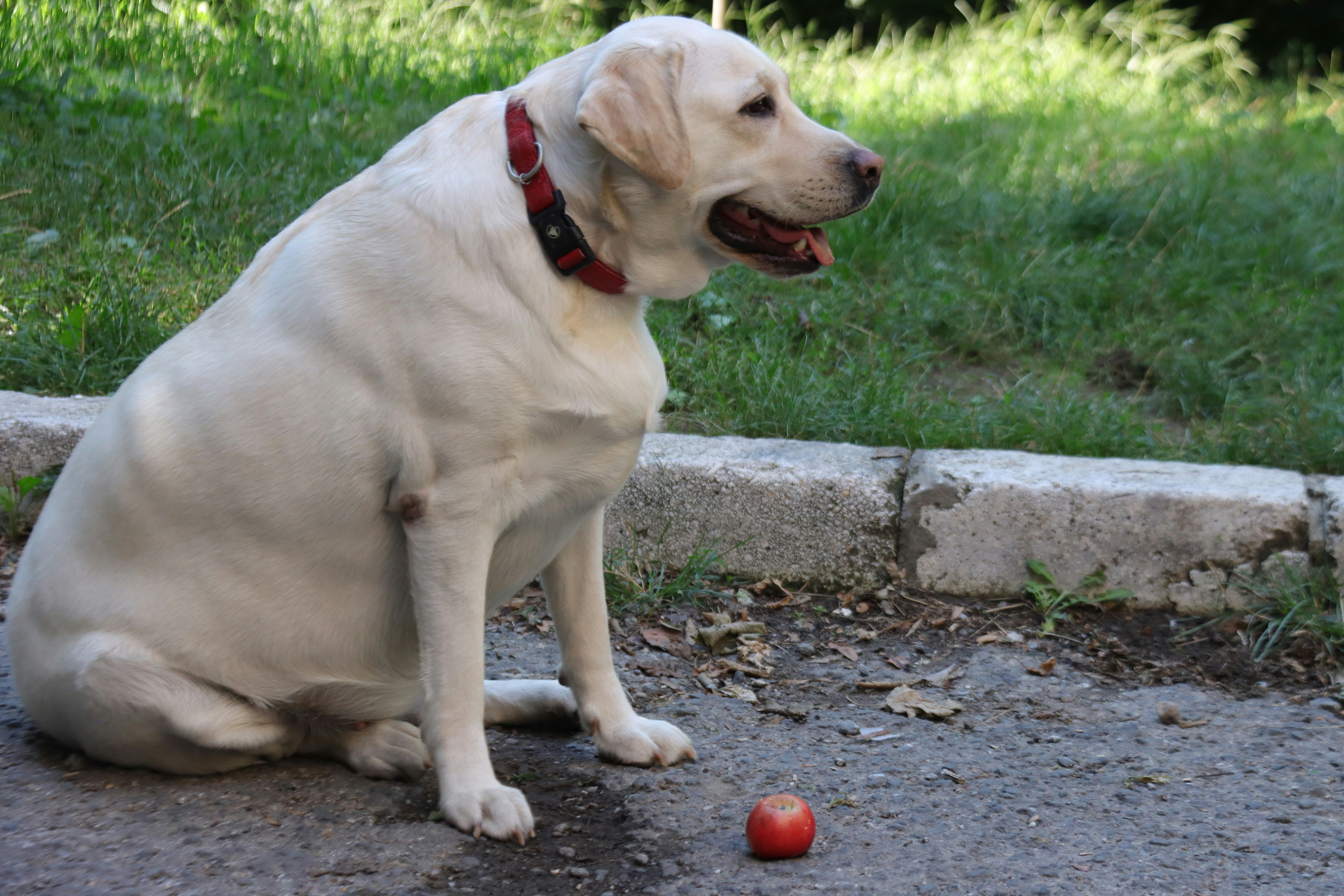 A white dog sitting on the ground next to a red ball photo – Free Dog ...