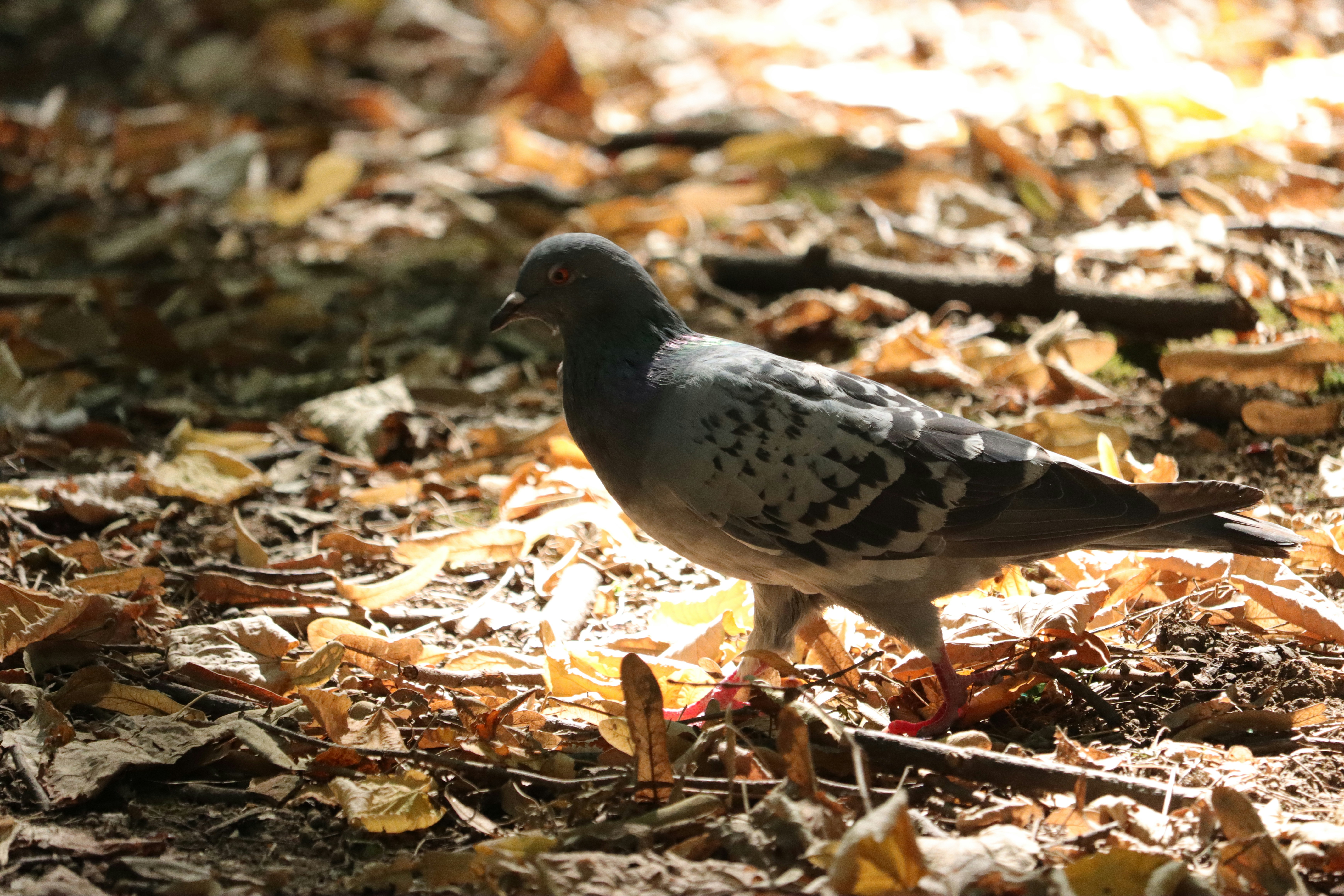 Pigeon foraging in autumn light on a leaf-strewn ground