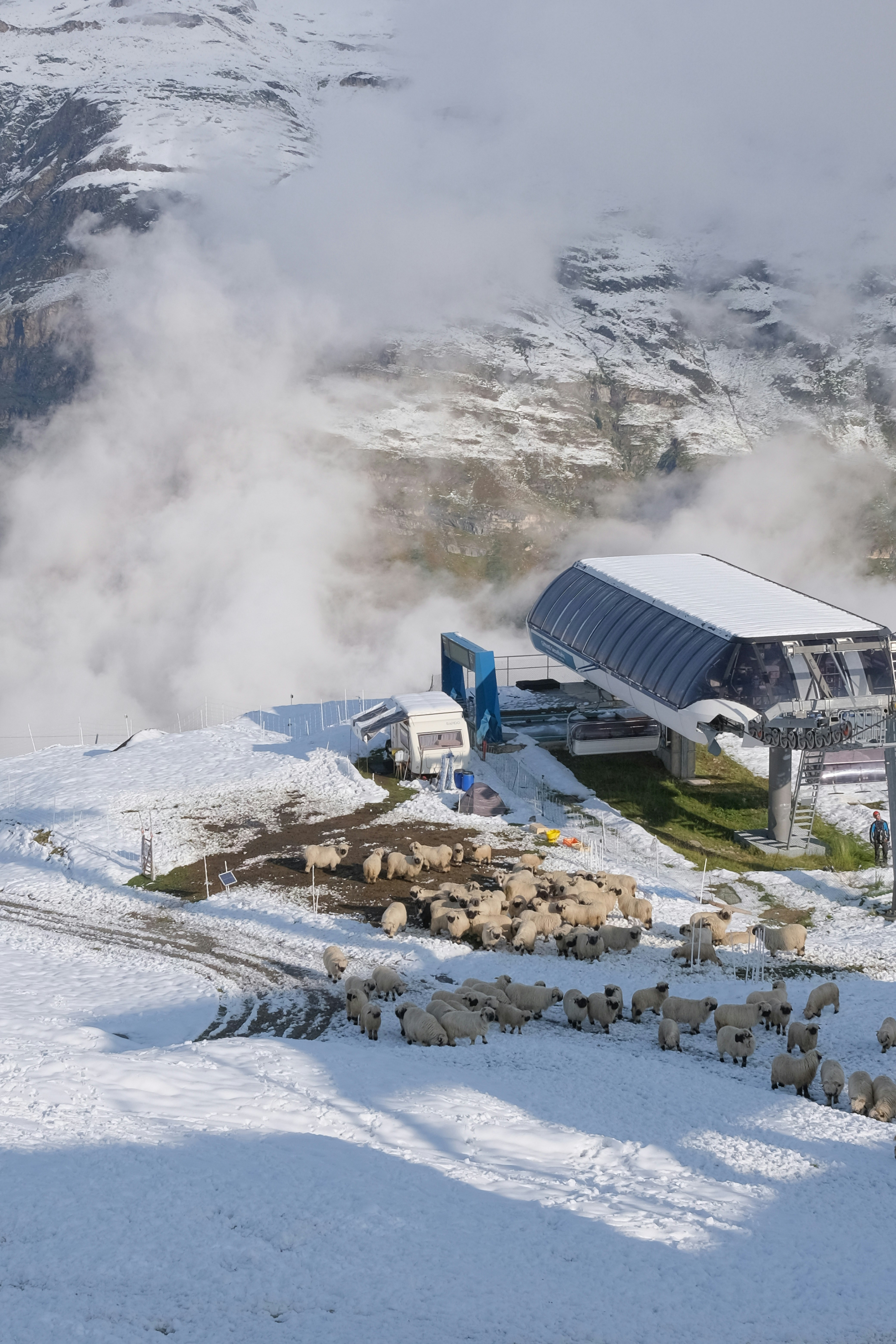 Sheep at the Snowbound Gondola: A Quiet Alpine Moment