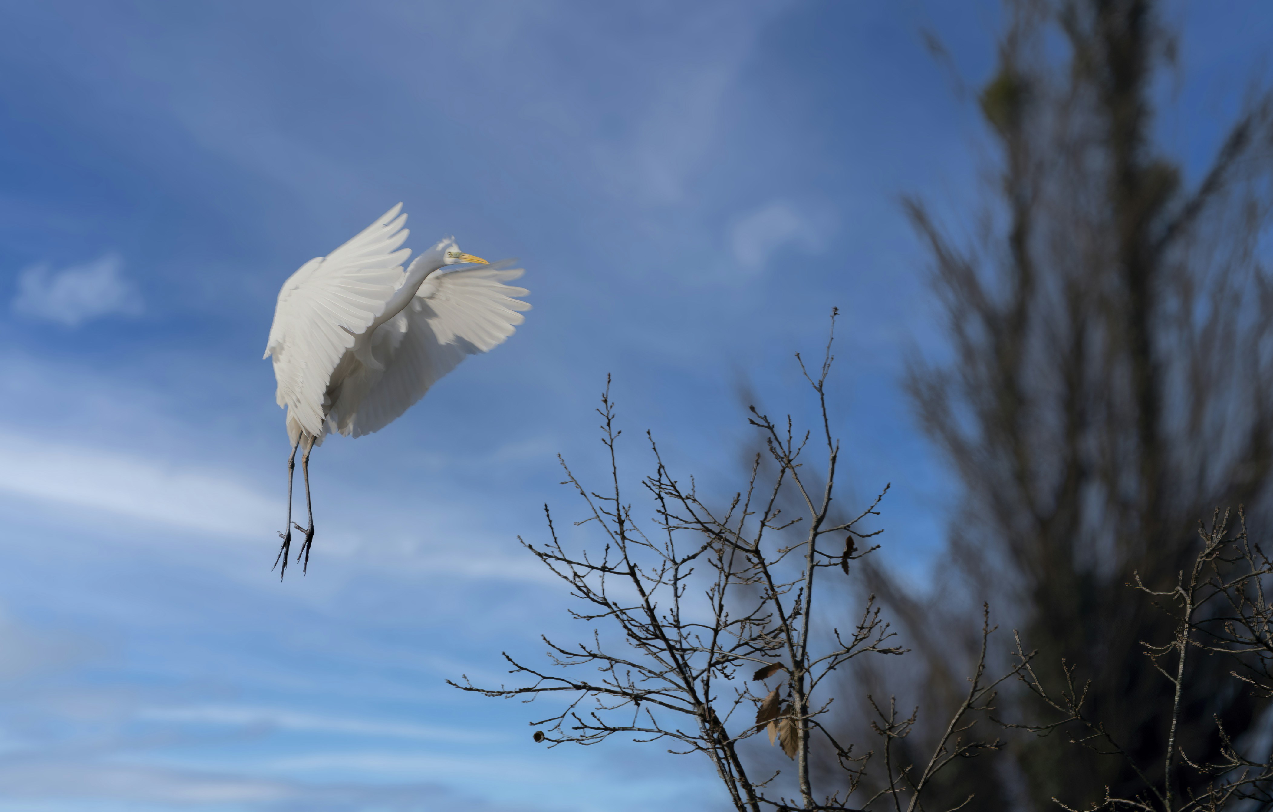 Azure Sky Takeoff: An Egret Ascends from Bare Winter Branches