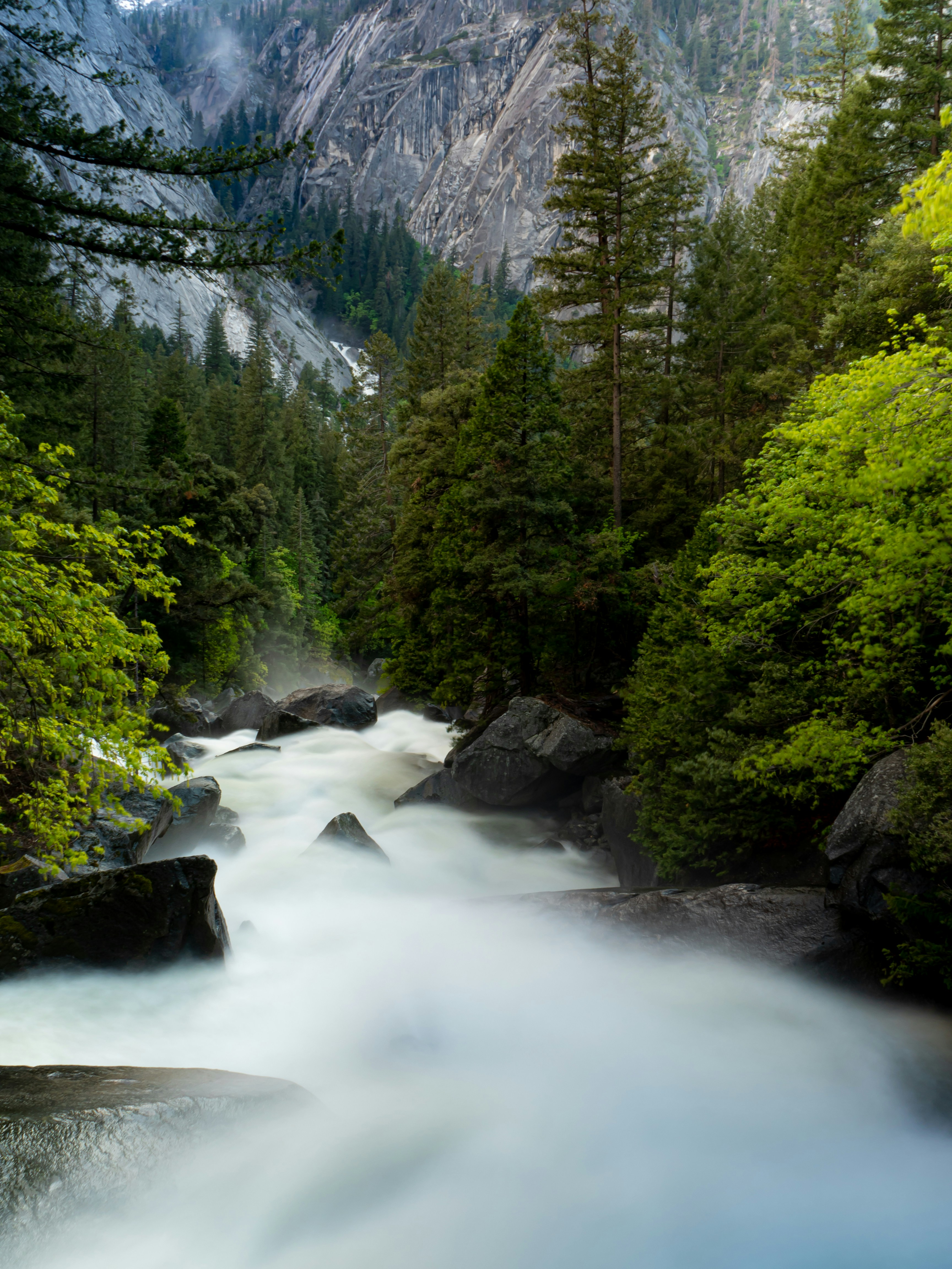 A river flowing through a lush green forest photo – Free Yosemite ...
