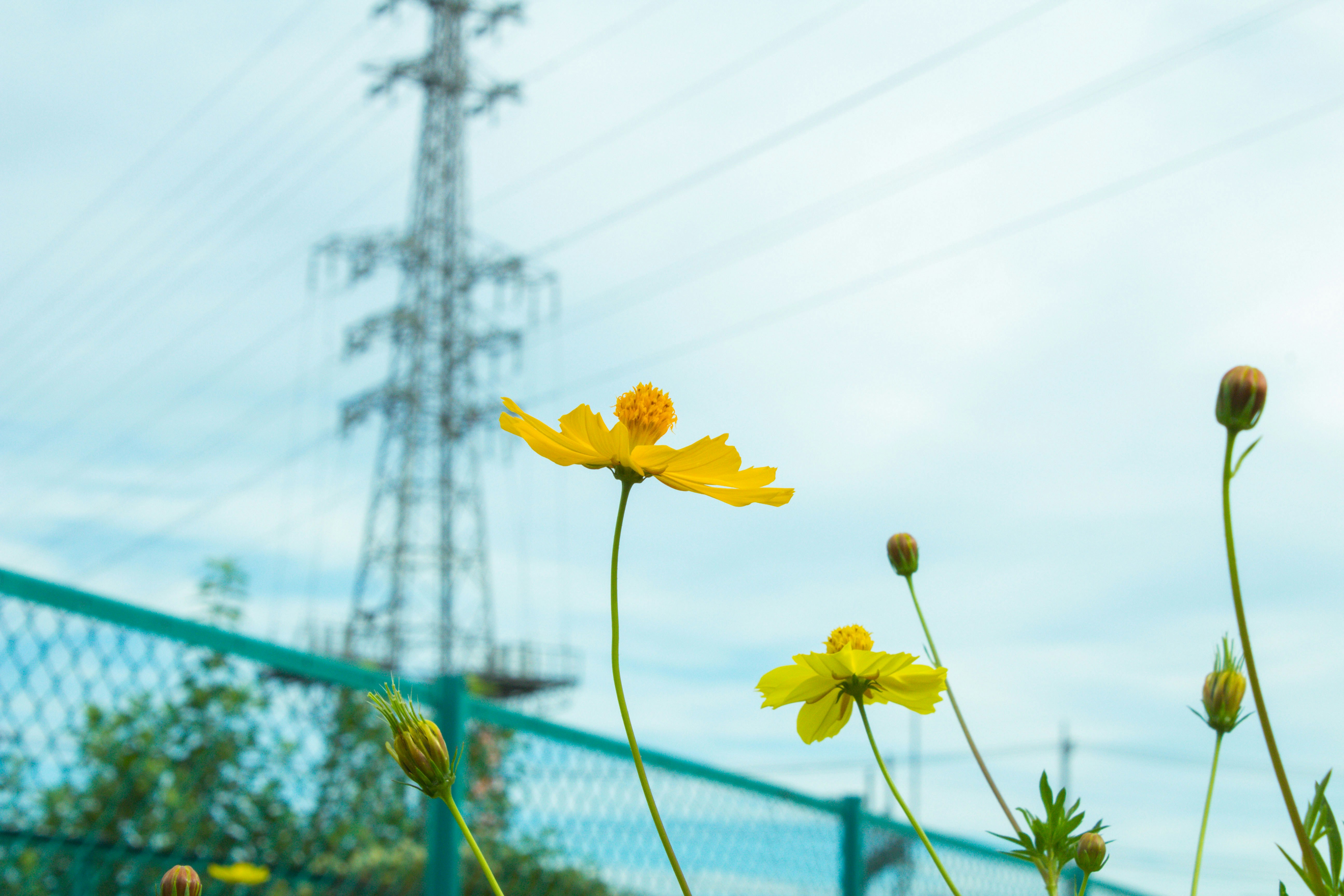 I was moved by the beautiful flowers on my way home.