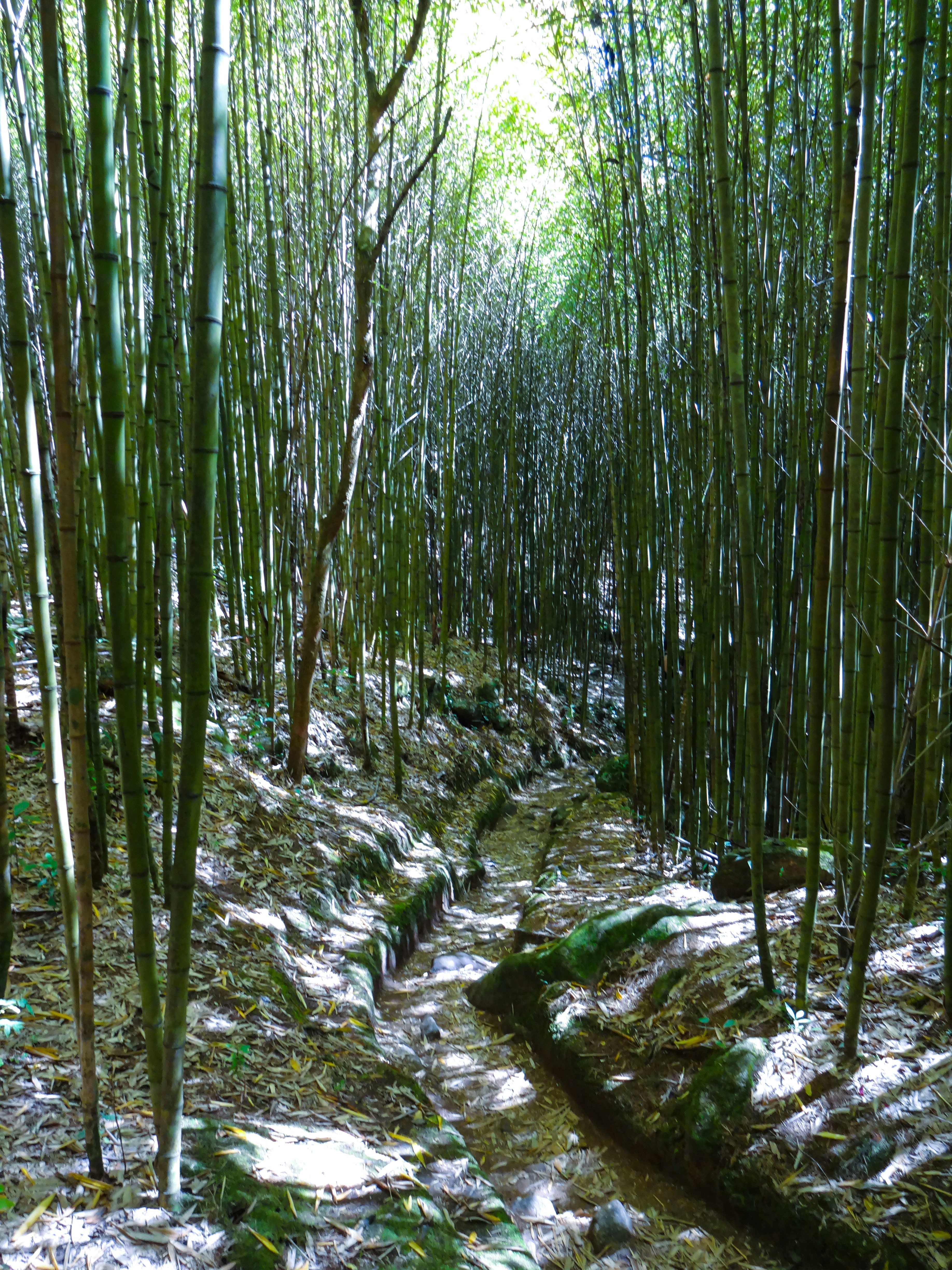 Dense bamboo grove creating a serene pathway with dappled sunlight filtering through the canopy.