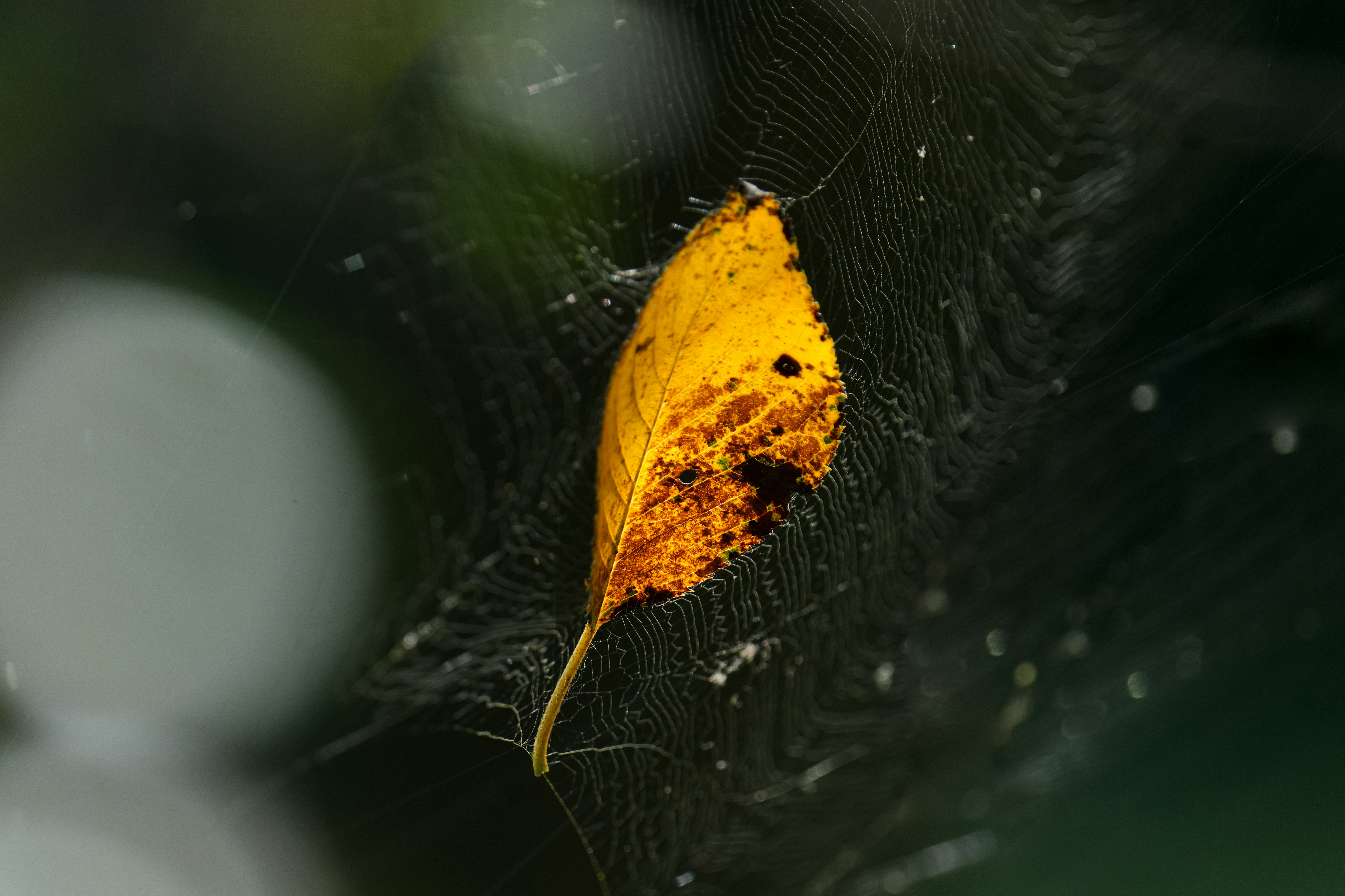 Amber leaf on spider silk: a quiet moment in a shadowed frame