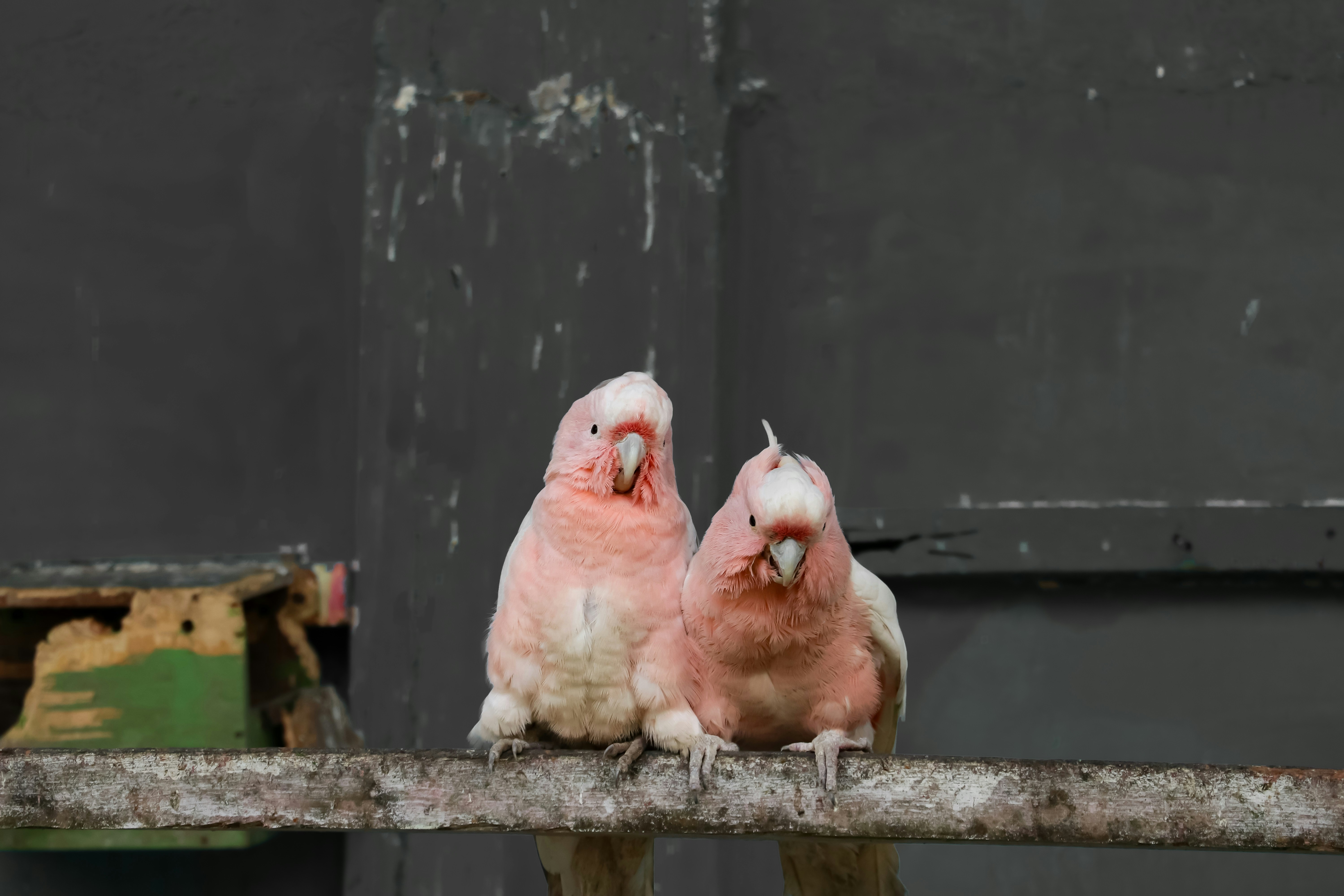 Two Pink Cockatoos Perched on a Weathered Beam Before a Muted Backdrop