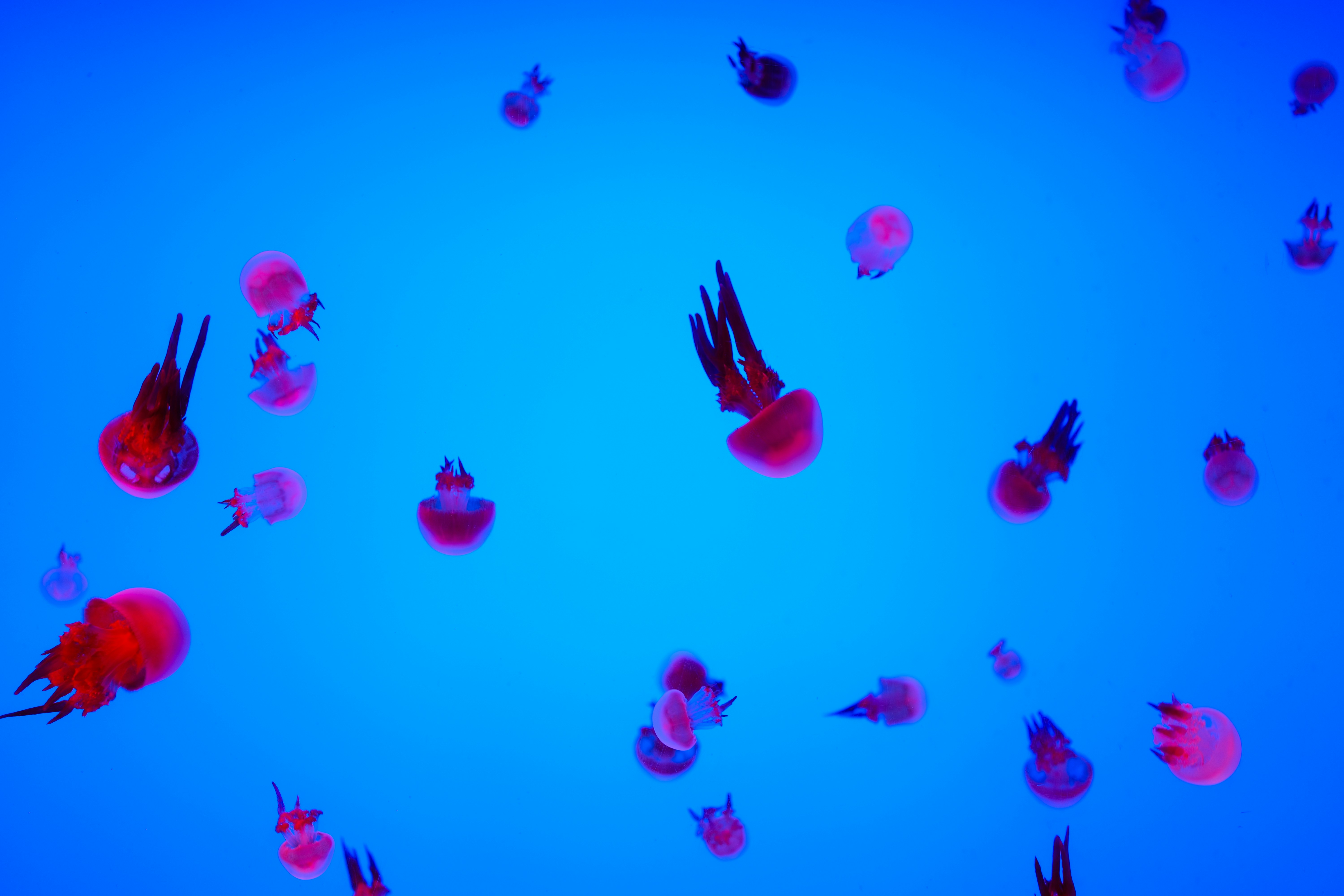 Underwater photograph of numerous red-orange jellyfish drifting through cobalt blue water.