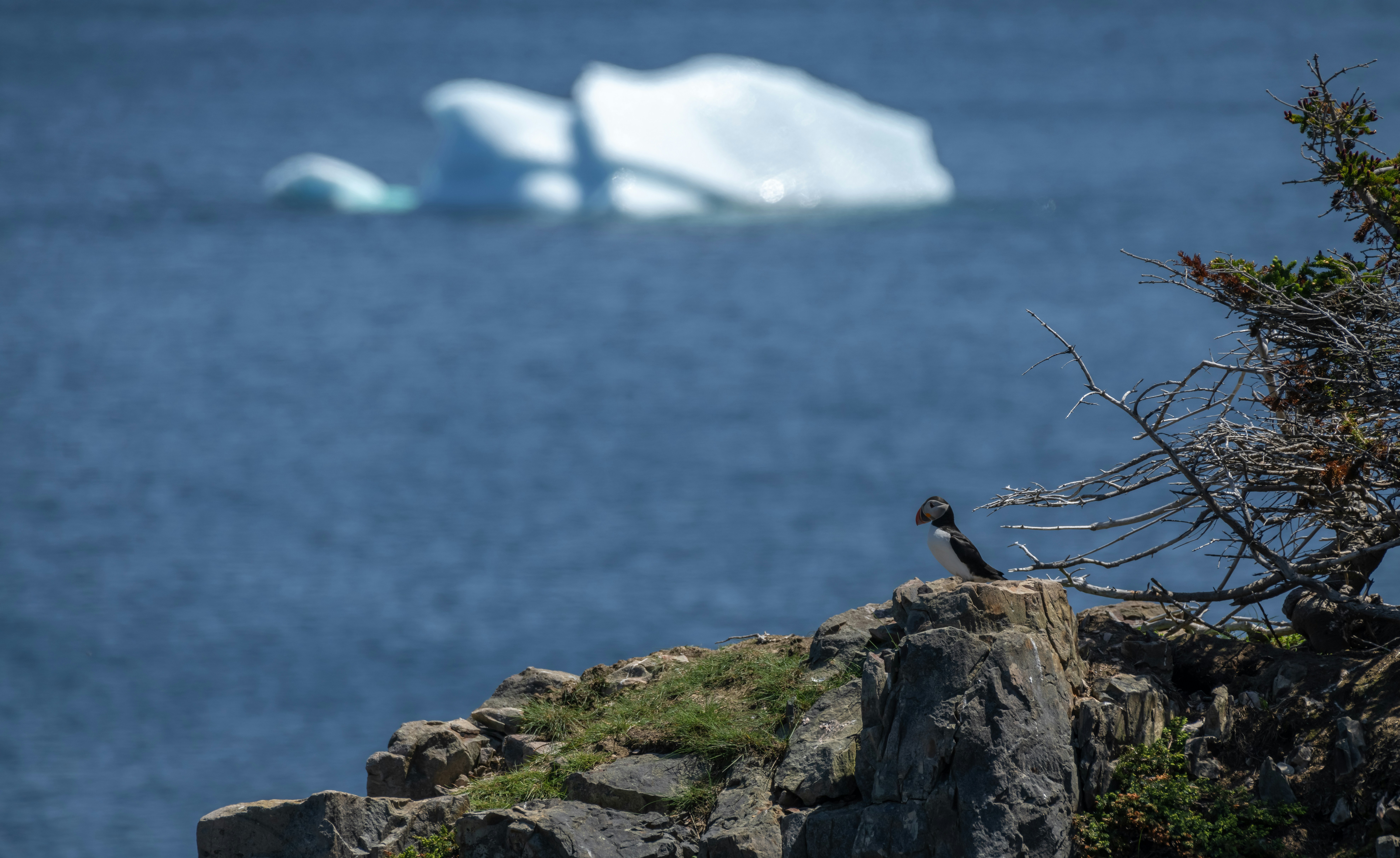 Cliffside Sentinel: A lone seabird perches as distant ice drifts in blue waters