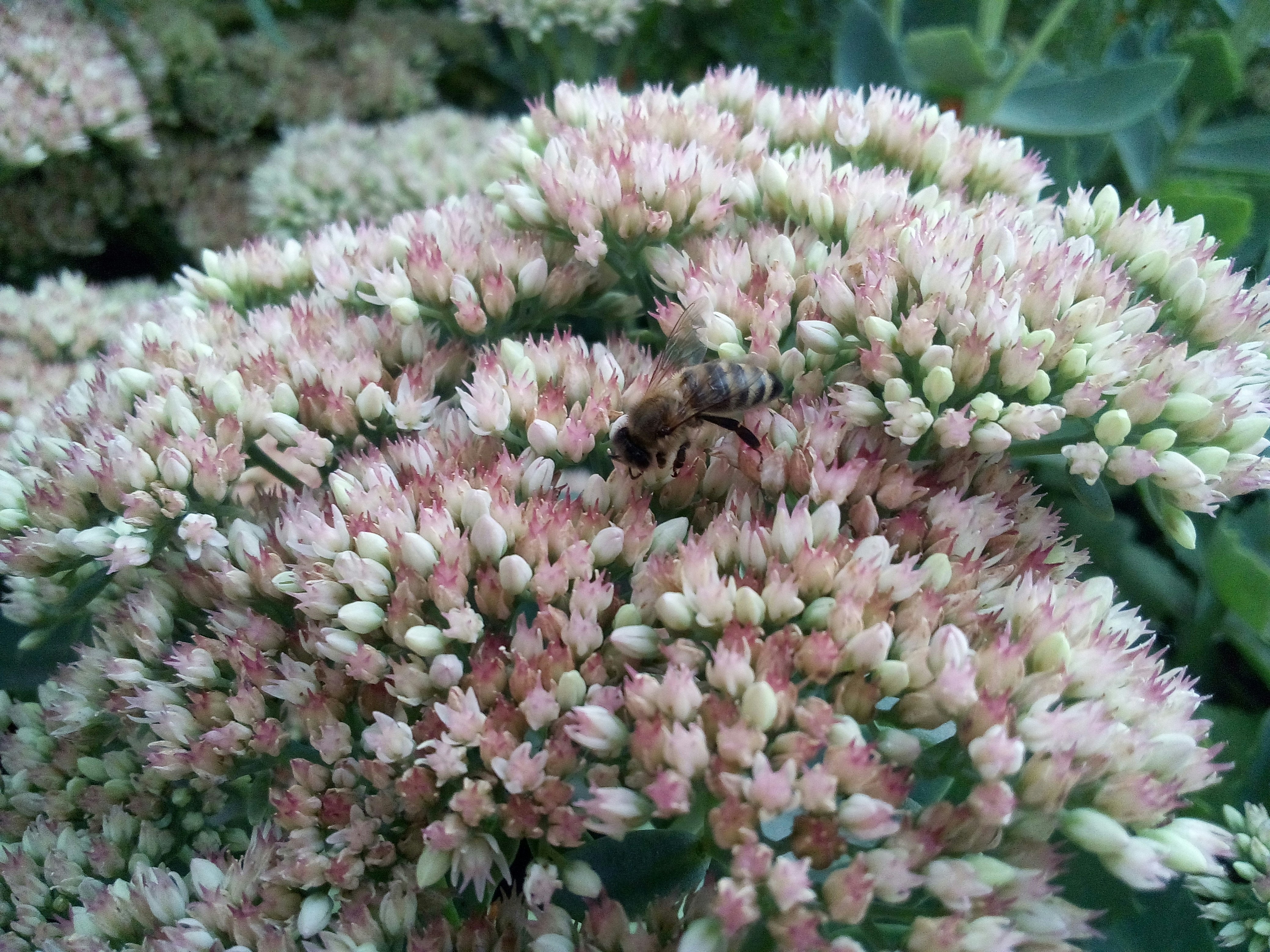 Macro photograph of a bee atop pink sedum blossoms, capturing the pollinator amid the dense bloom.