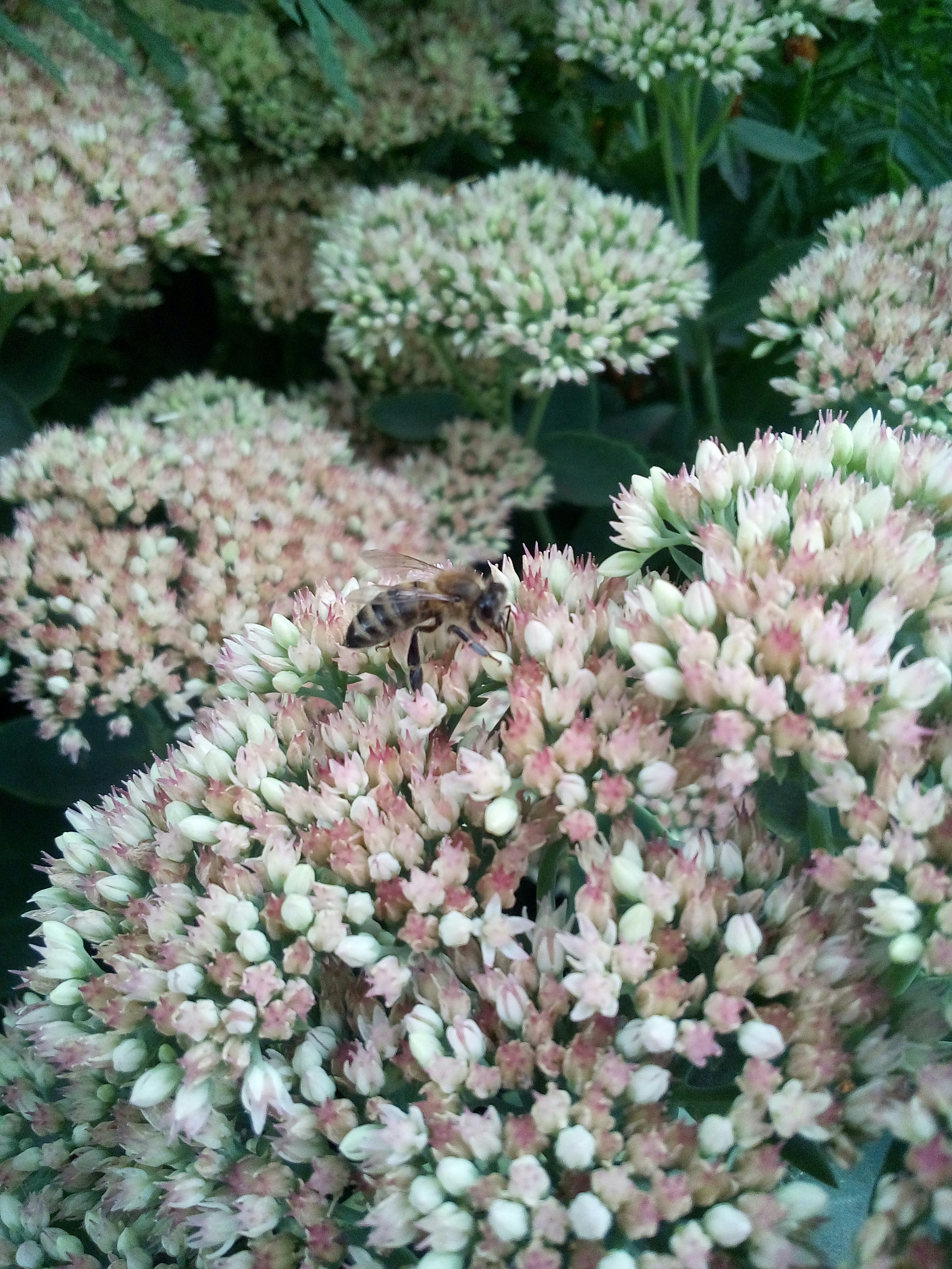 Honeybee at the Heart of Blush Hydrangea Clusters
