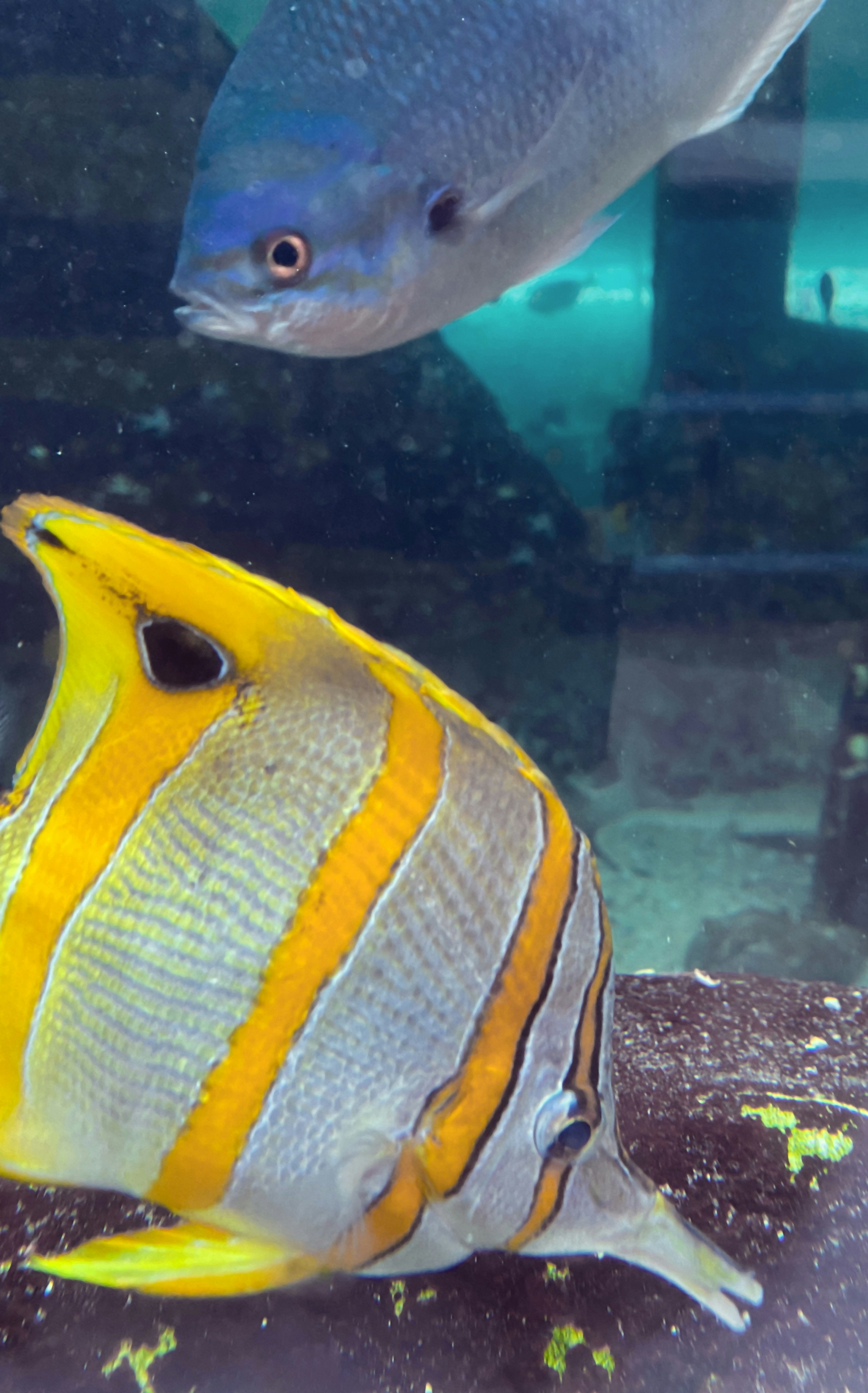 A couple of fish swimming next to each other photo – Free Fish Image on ...