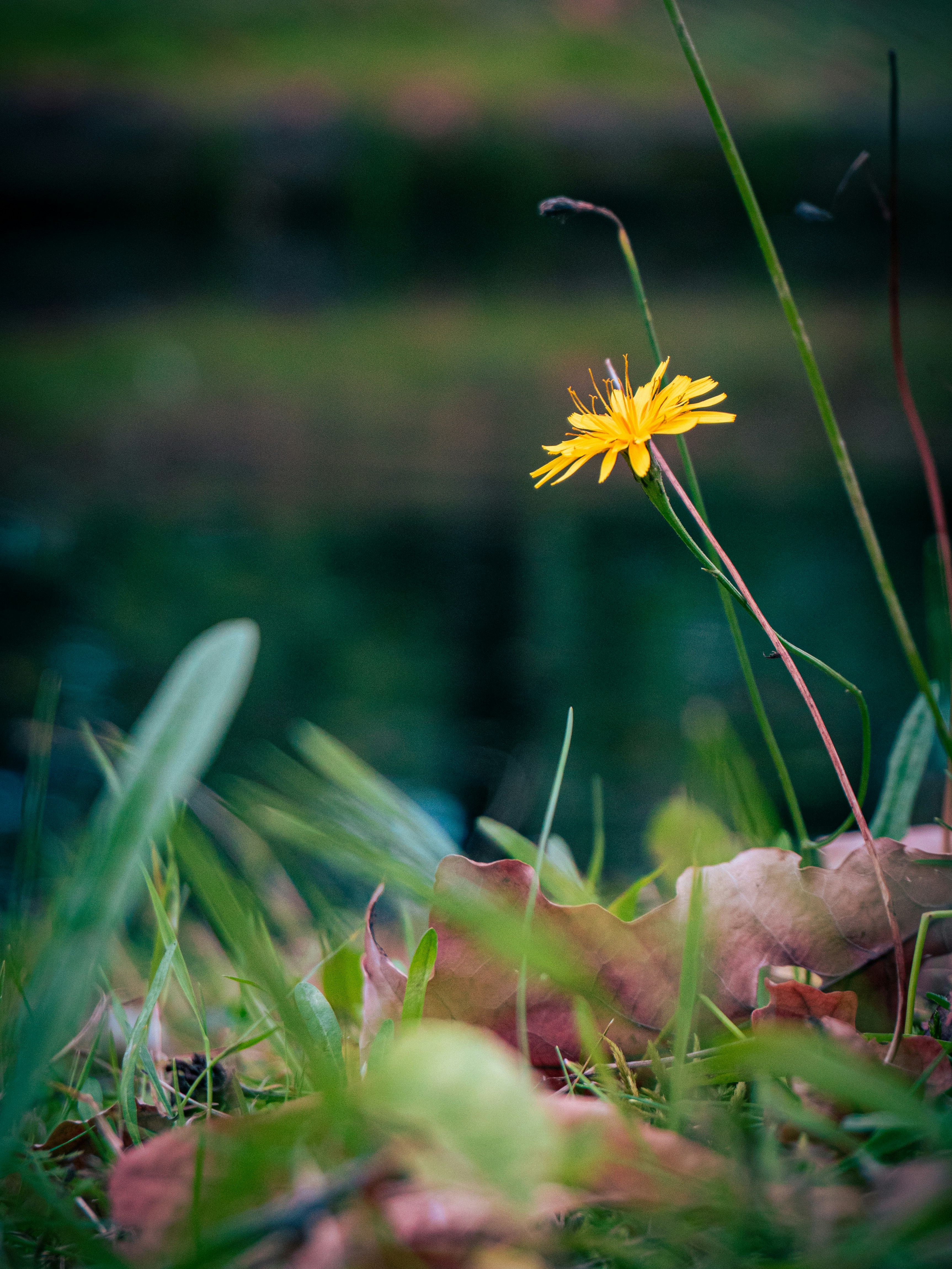 Single Yellow Bloom Reaching Above the Foreground
