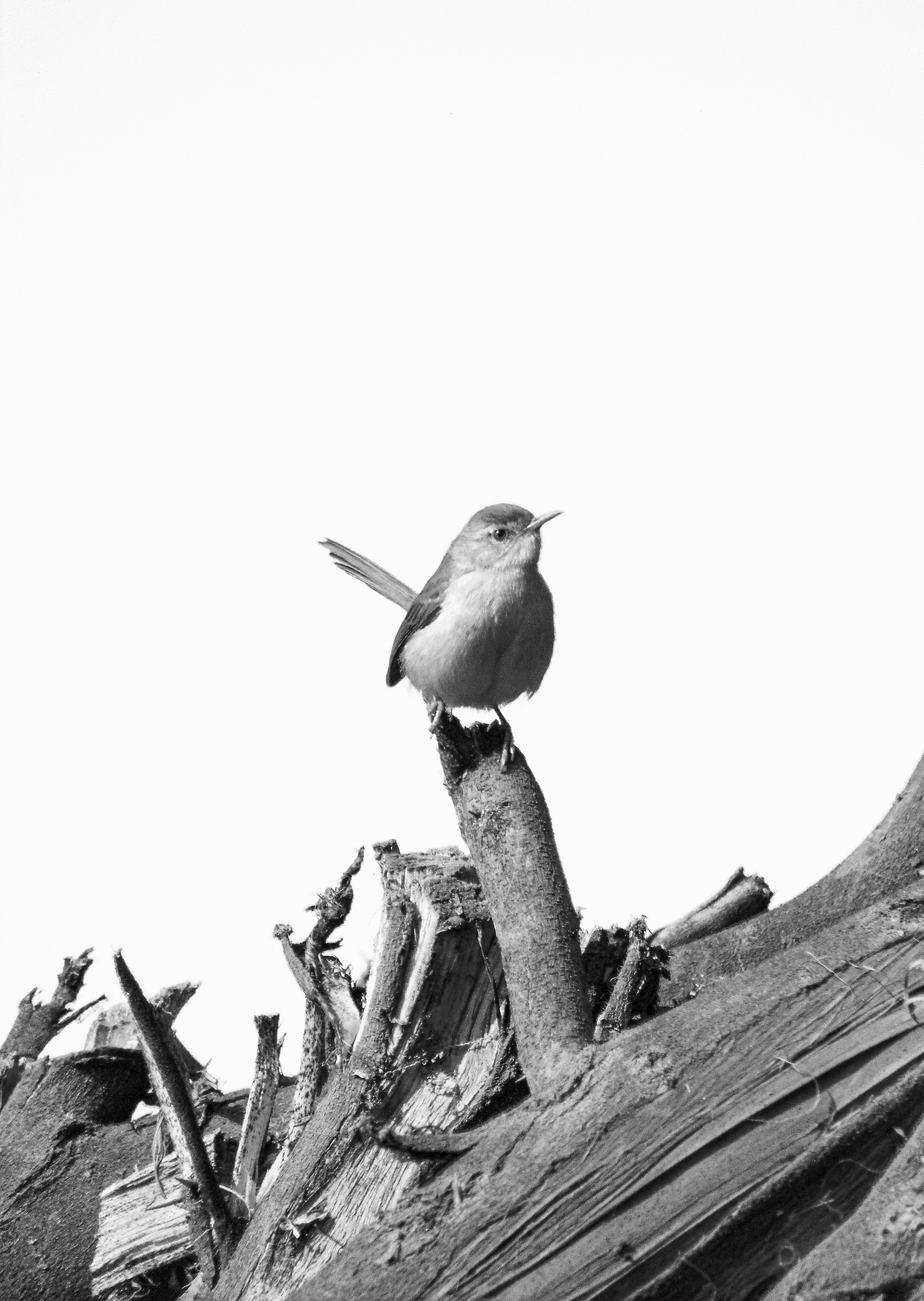 A small bird perches on a weathered, splintered branch against a stark sky, highlighting a quiet moment in nature.