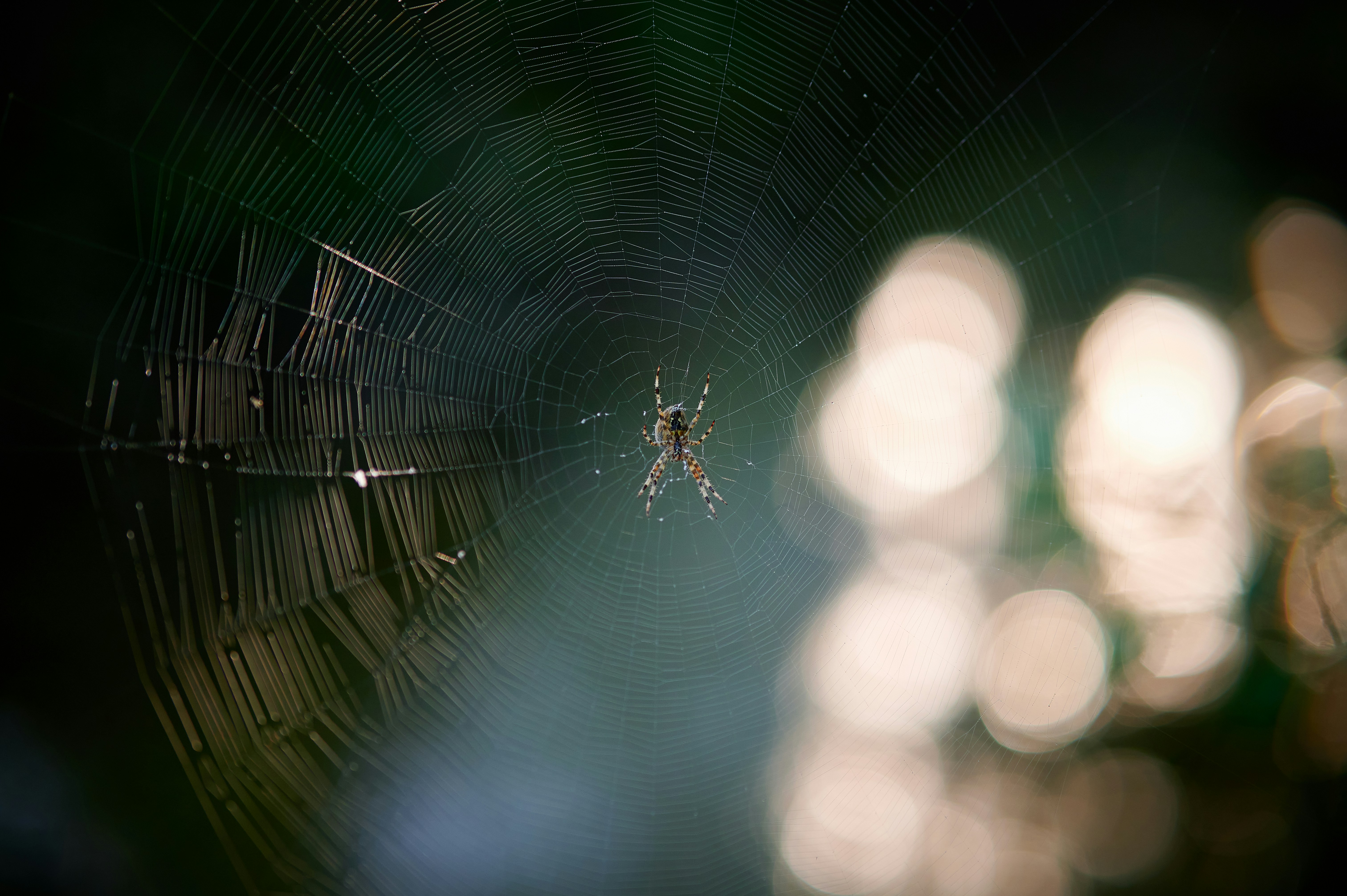 Centered in Silk: a spider anchors a sunlit web
