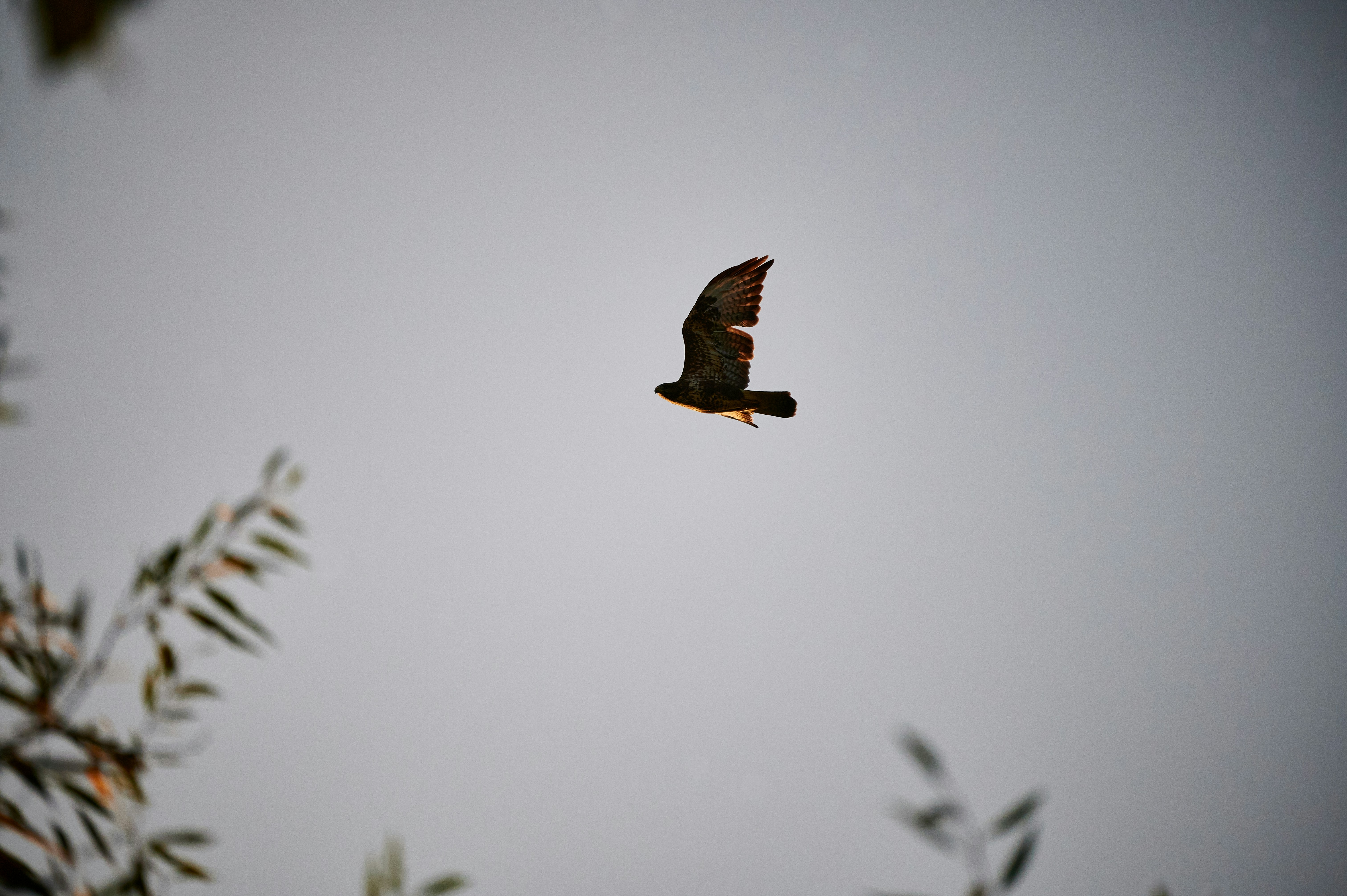 Soaring Silhouette: A Peregrine Against an Open Sky