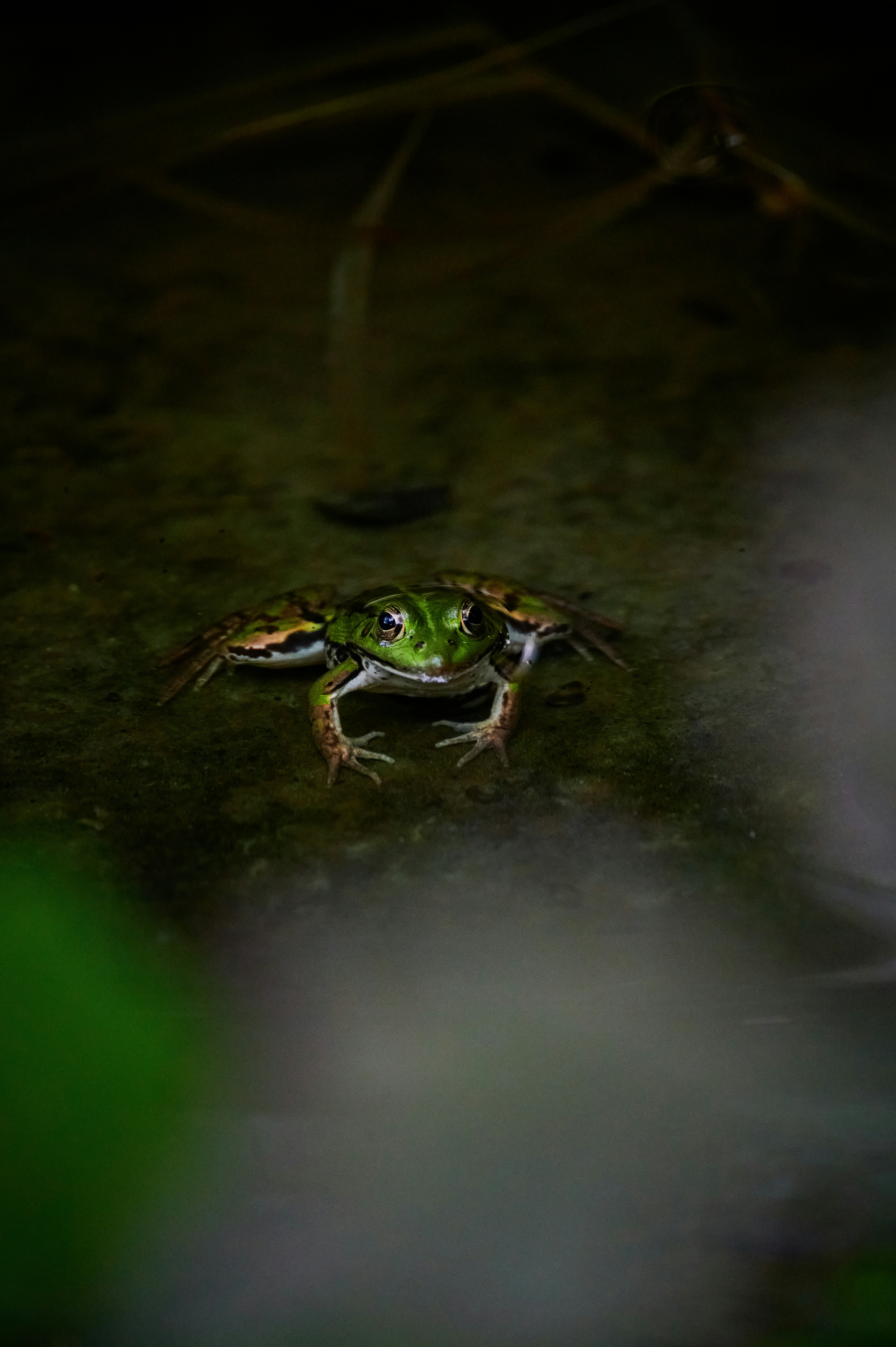 Emerald Watcher on a Mossy Night Stage