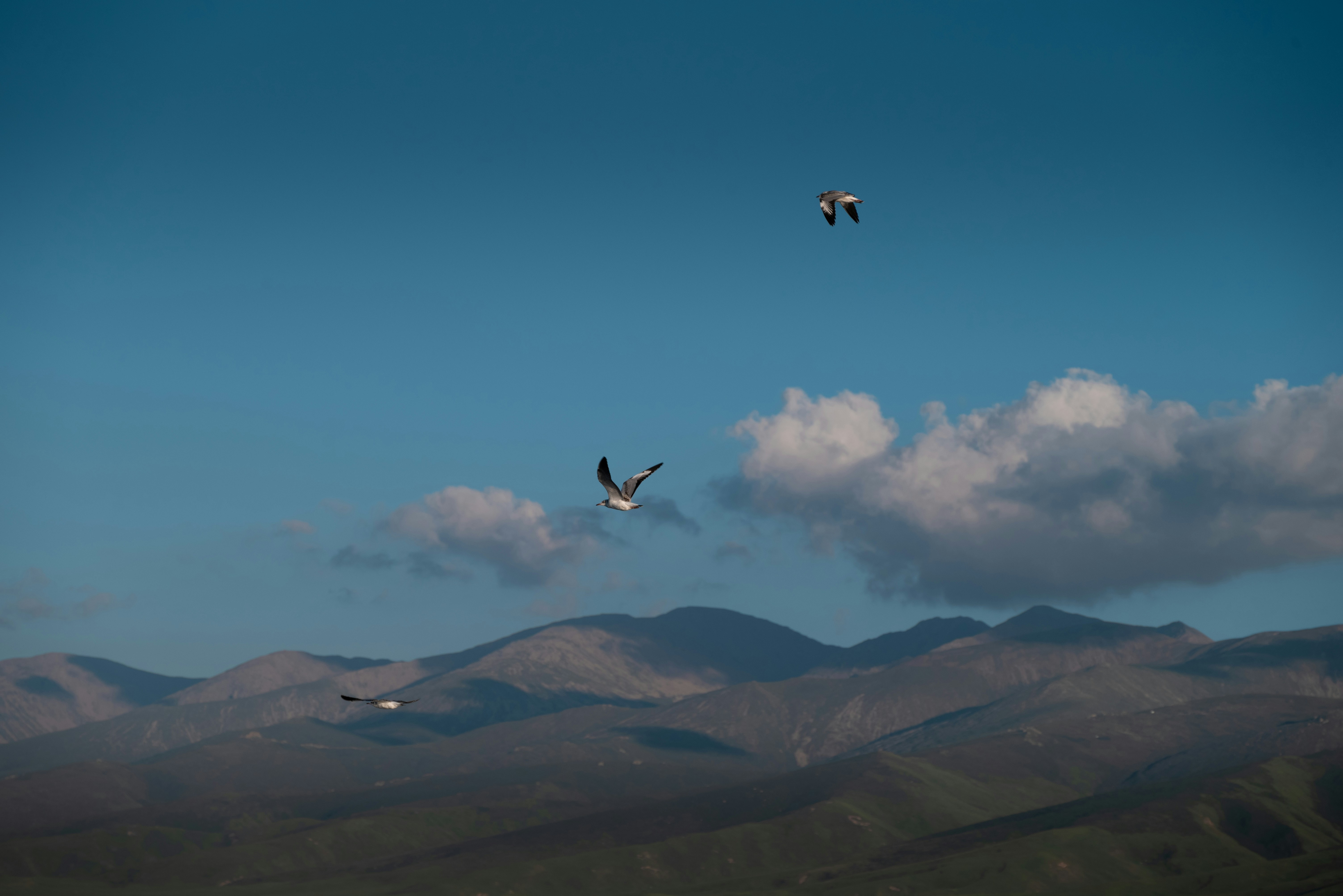 Birds over Quiet Ridge: A Moment of Lift