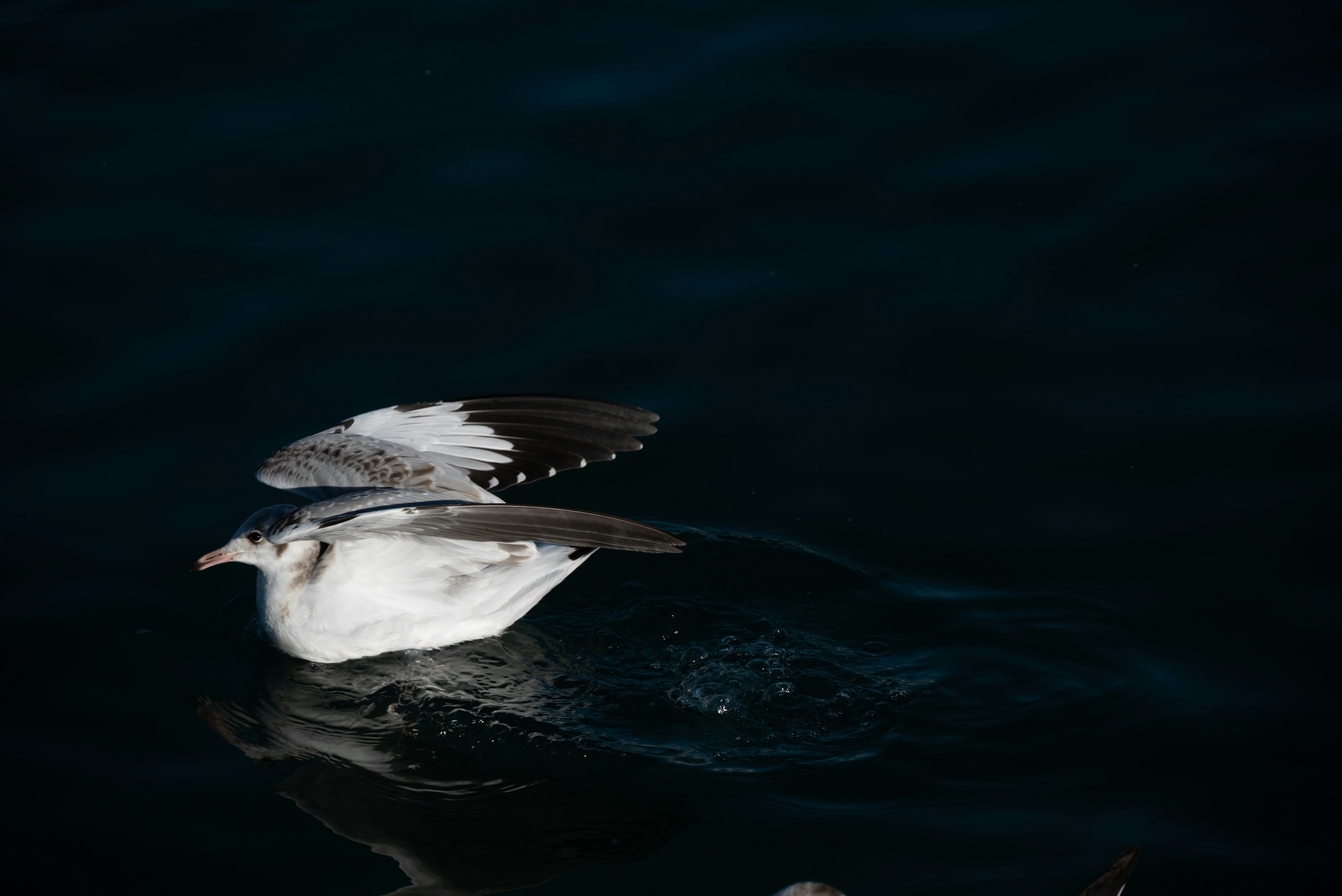 Night Glide over Darkened Waves: A Gull's Splash