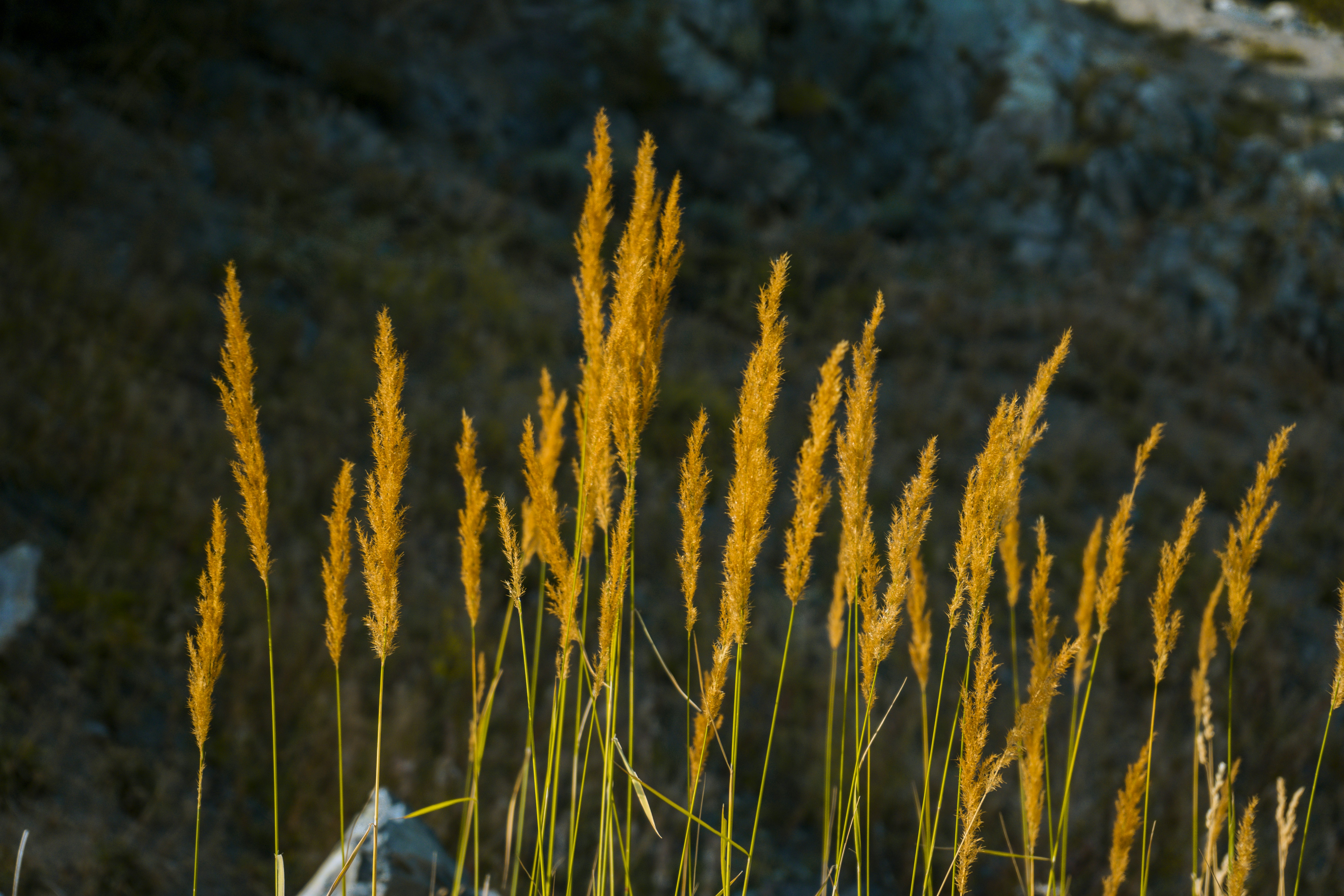 A bunch of tall yellow grass in a field photo – Free Plant Image on ...