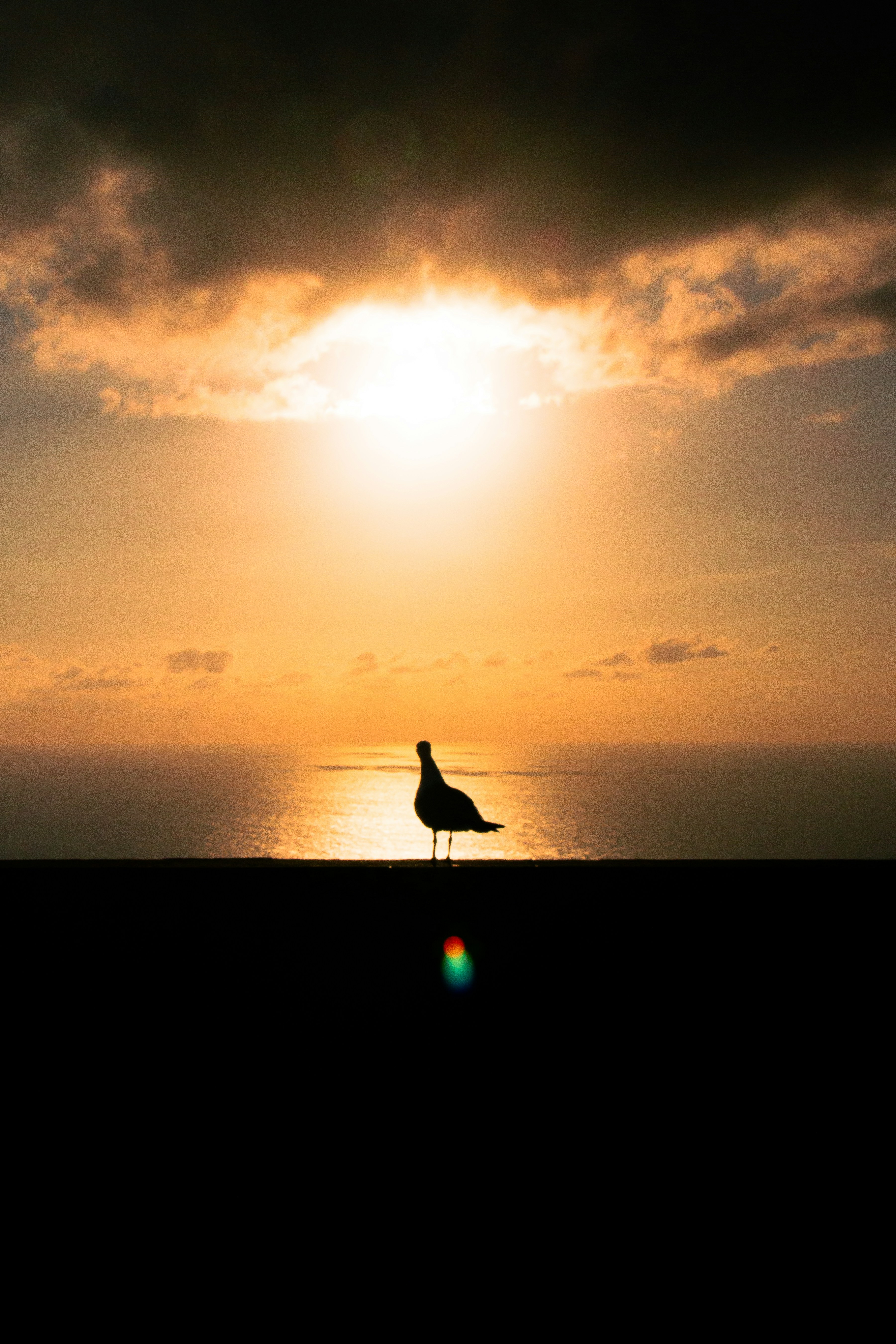 Silhouette at Dusk: A Seagull Beneath a Gilded Horizon