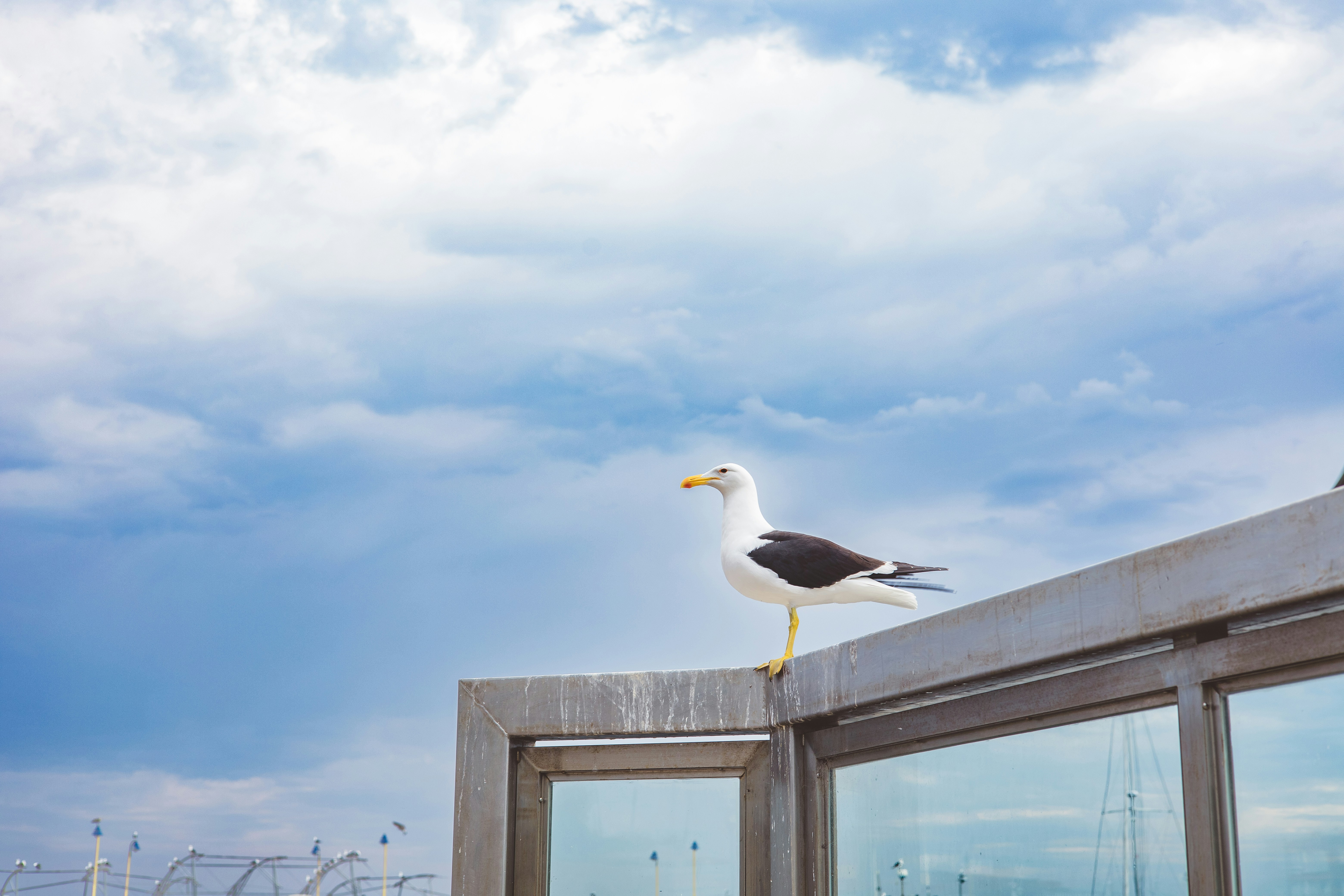 A seagull is standing on the ledge of a building photo – Free Animal ...