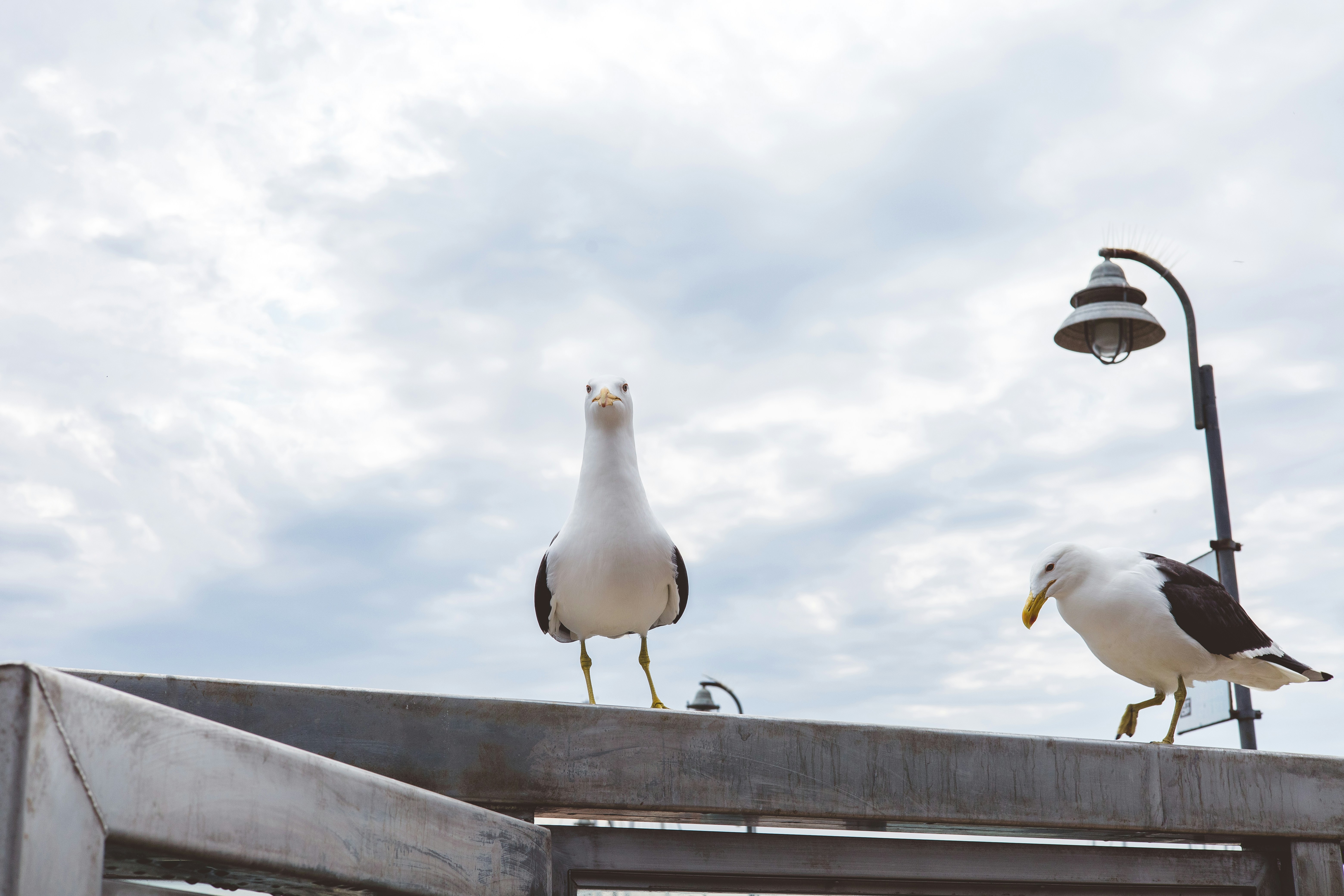 two seagulls are standing on a ledge next to a street light