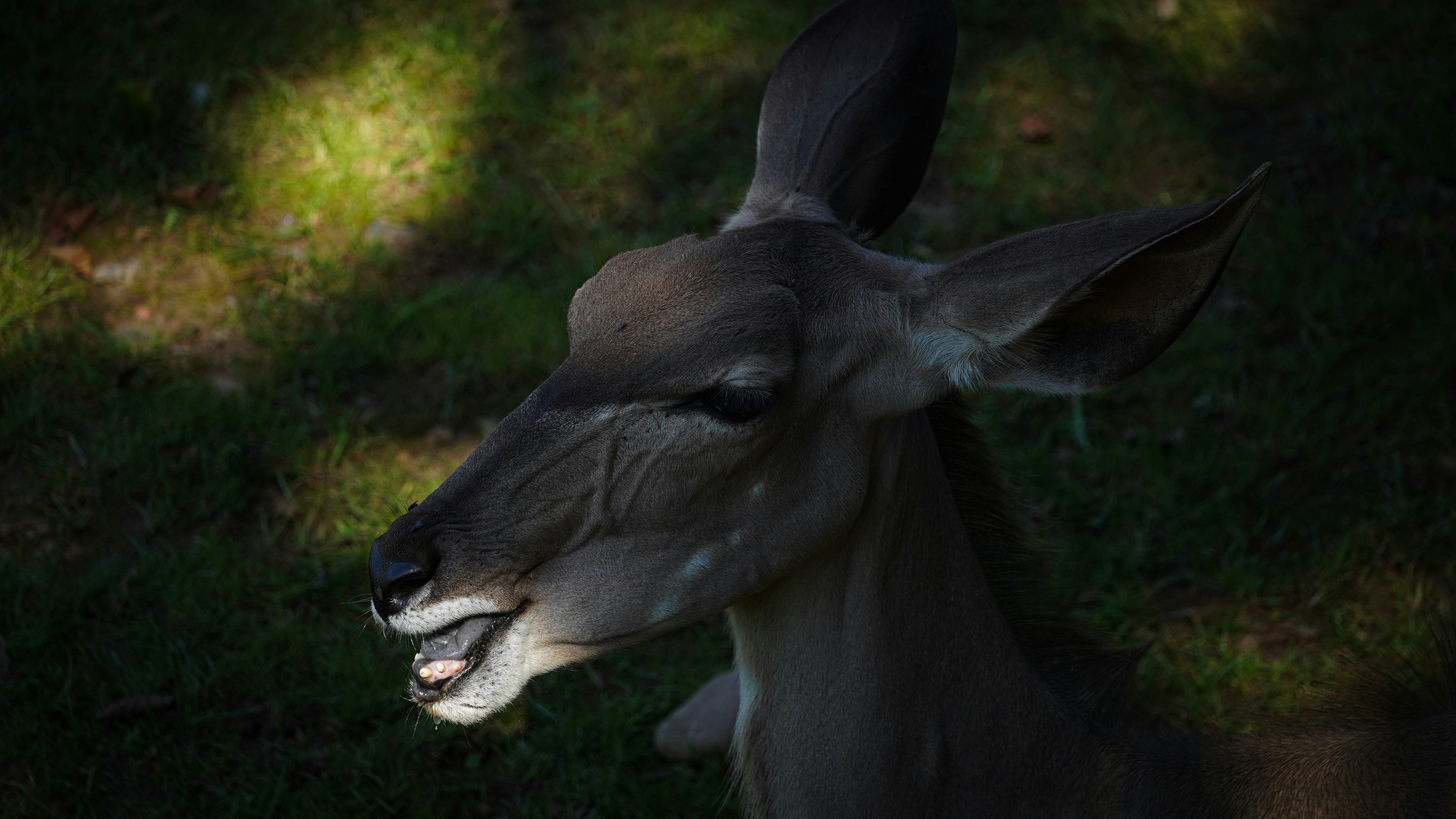 Quiet in Dappled Light: Close-Up of a Deer in the Forest Shade