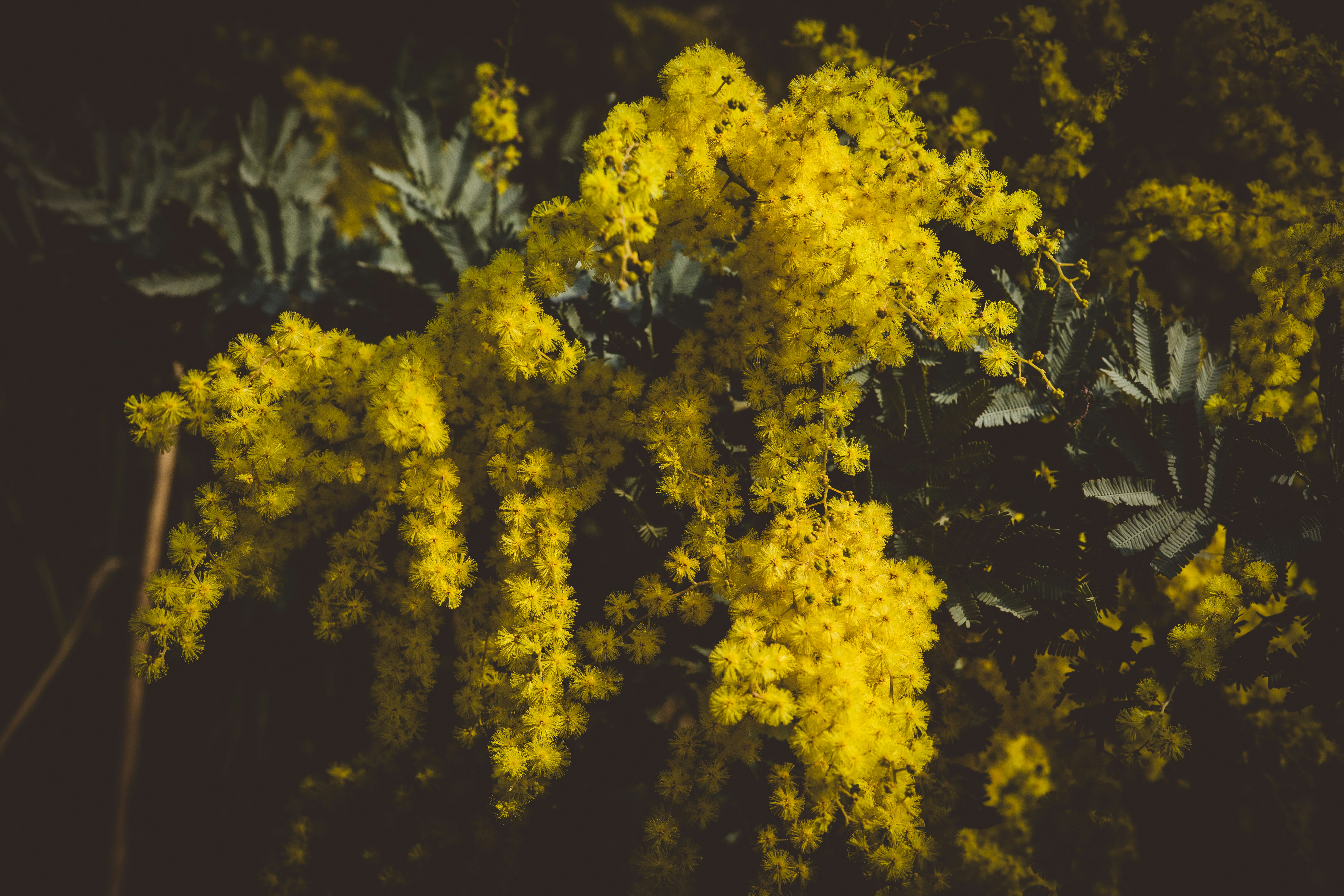Gold in the Gloom: Mimosa Blossoms Against Velvet Shadow