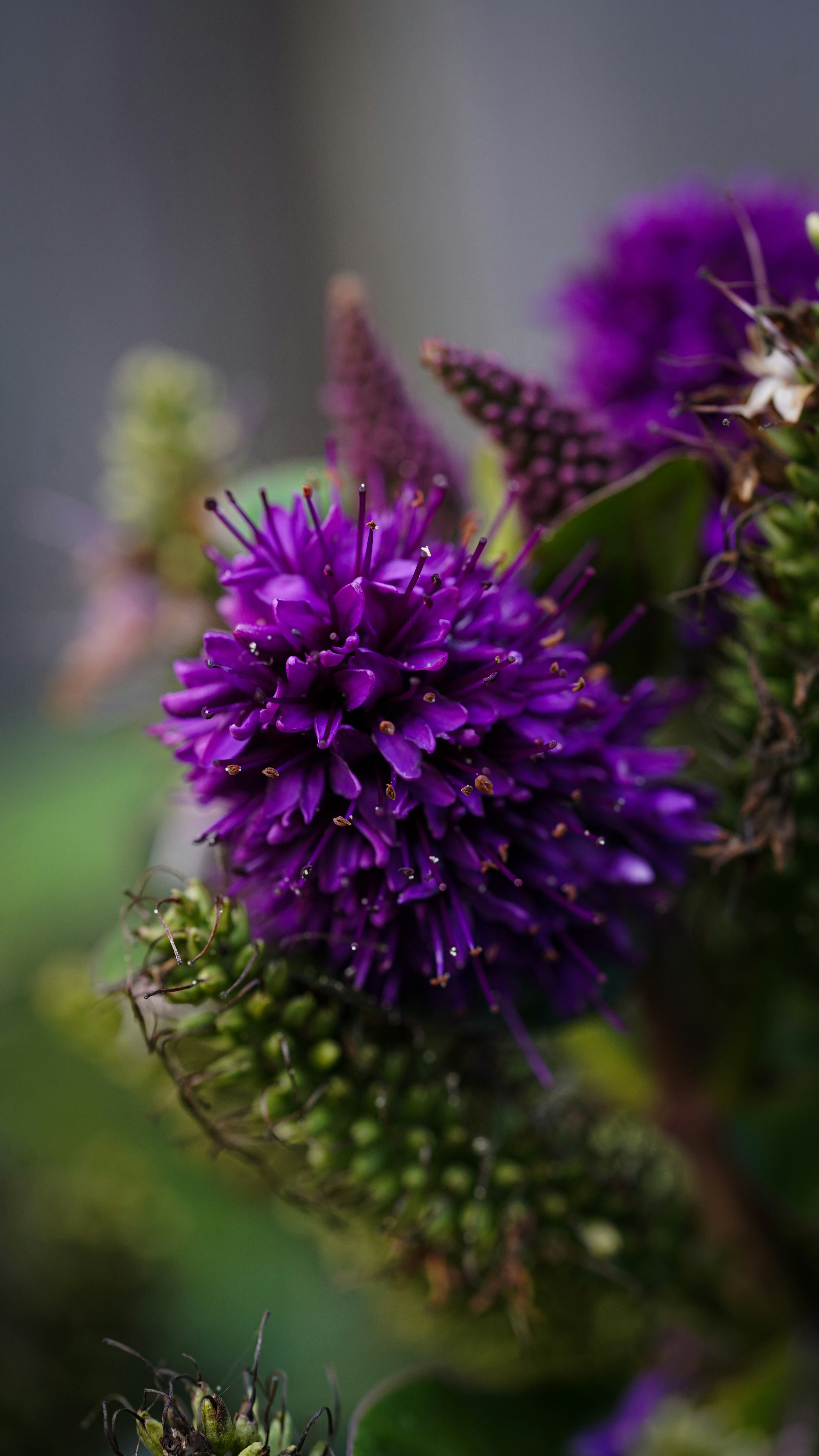 Midnight Velvet Bloom: A Close-Up of a Purple Thistle in Focus