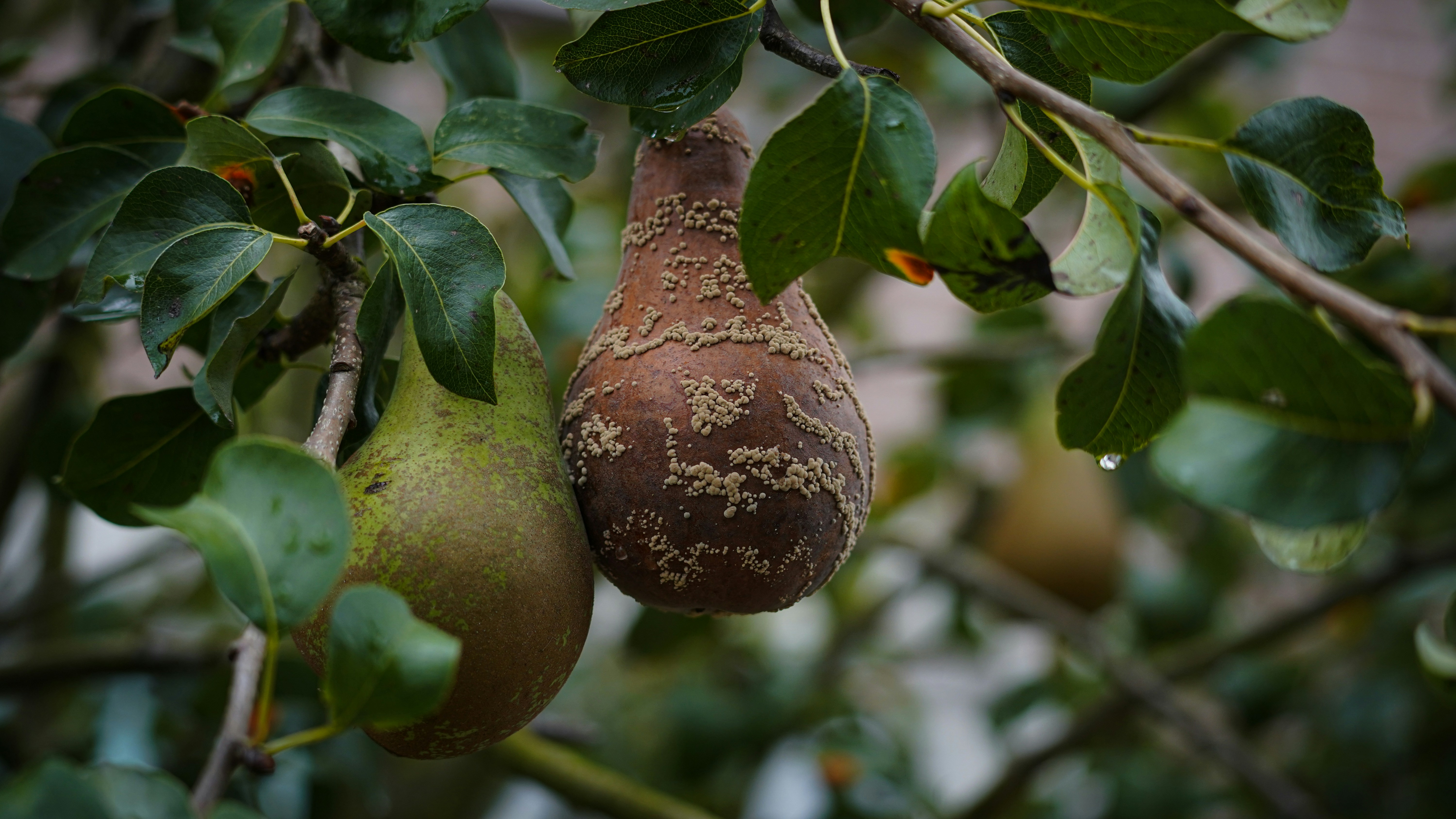Weathered Pear in Dappled Orchard Light