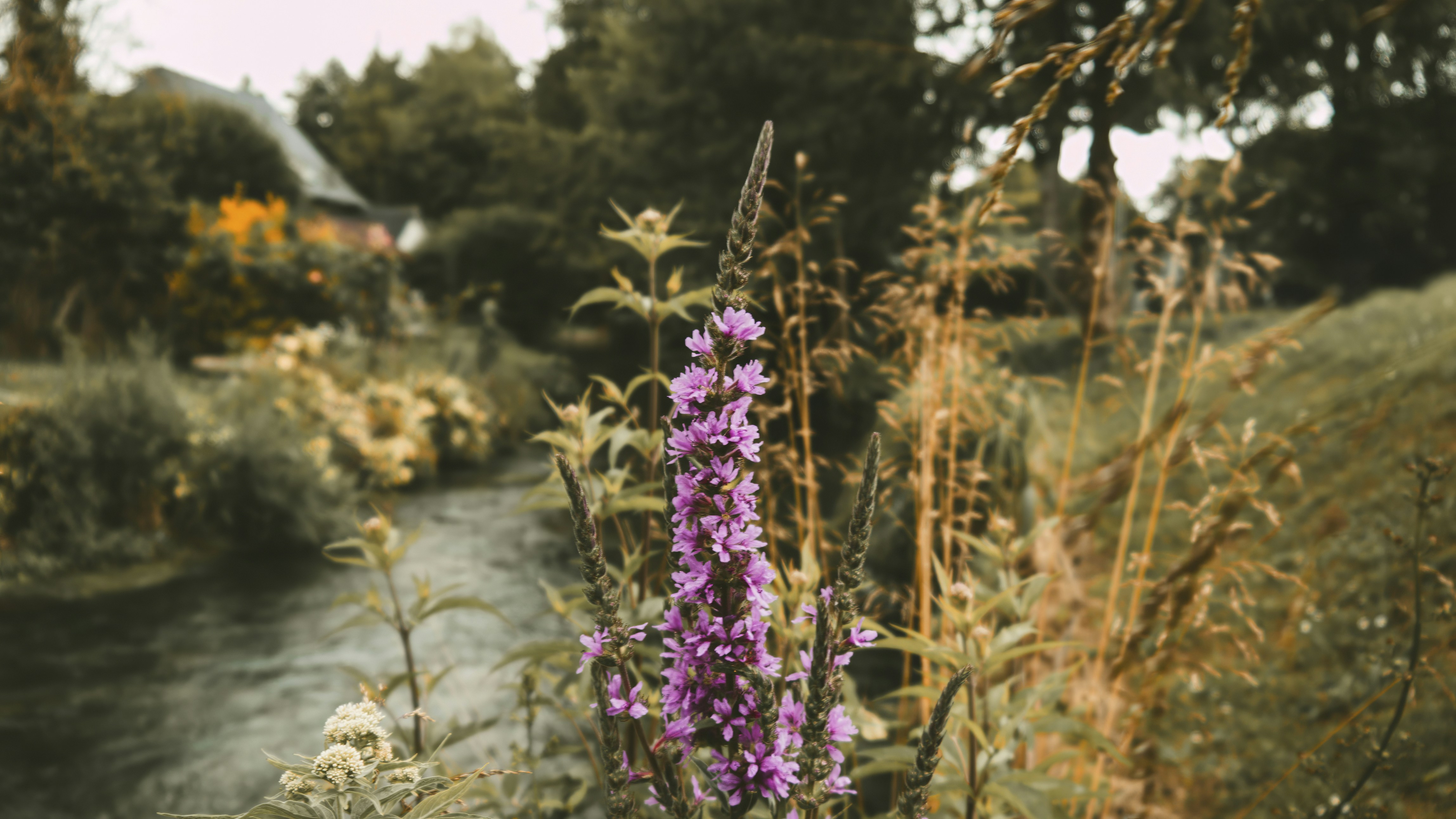 Une fleur violette dans un champ au bord d’une rivière photo – Photo La ...
