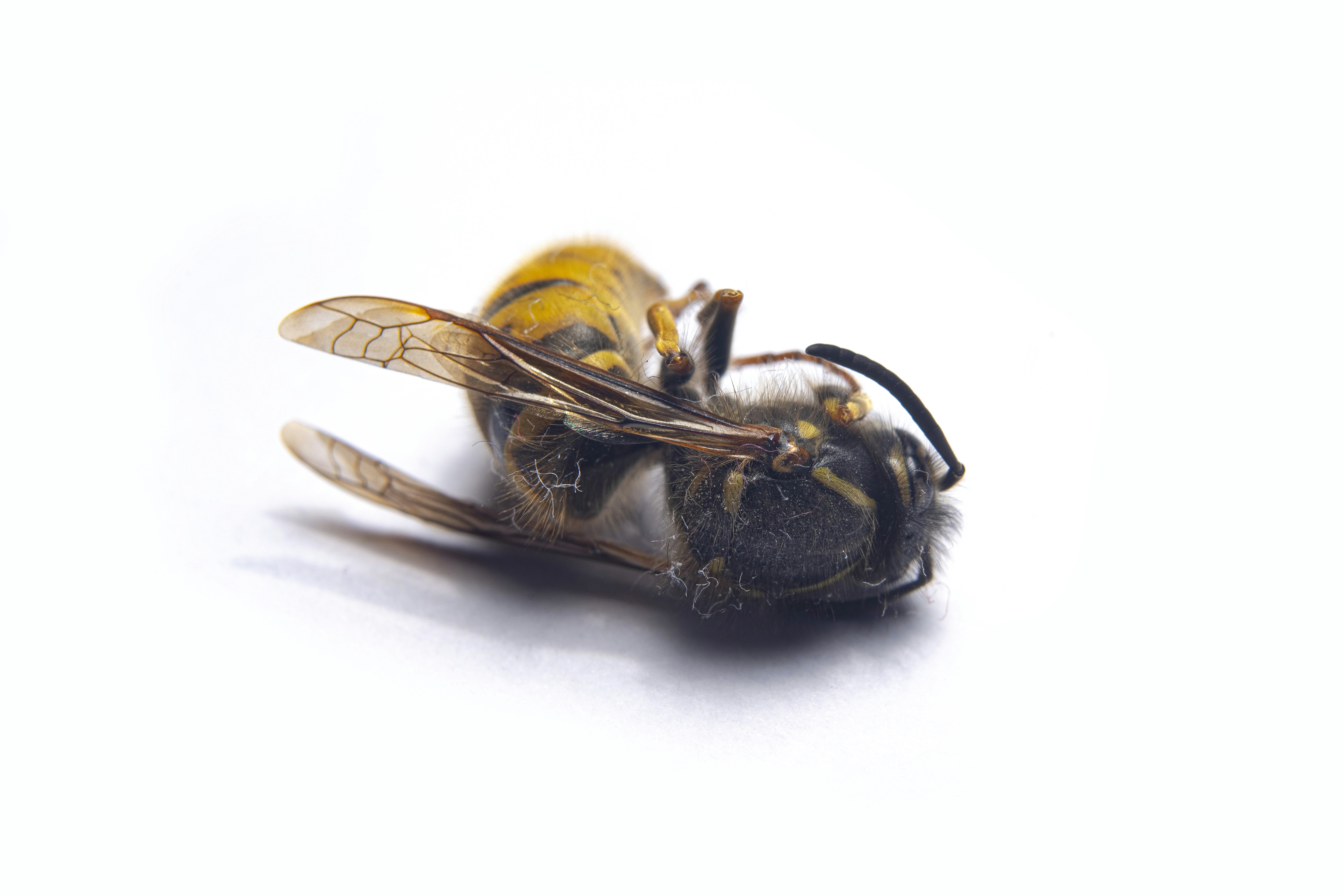 White Stage, One Bee's Quiet Repose