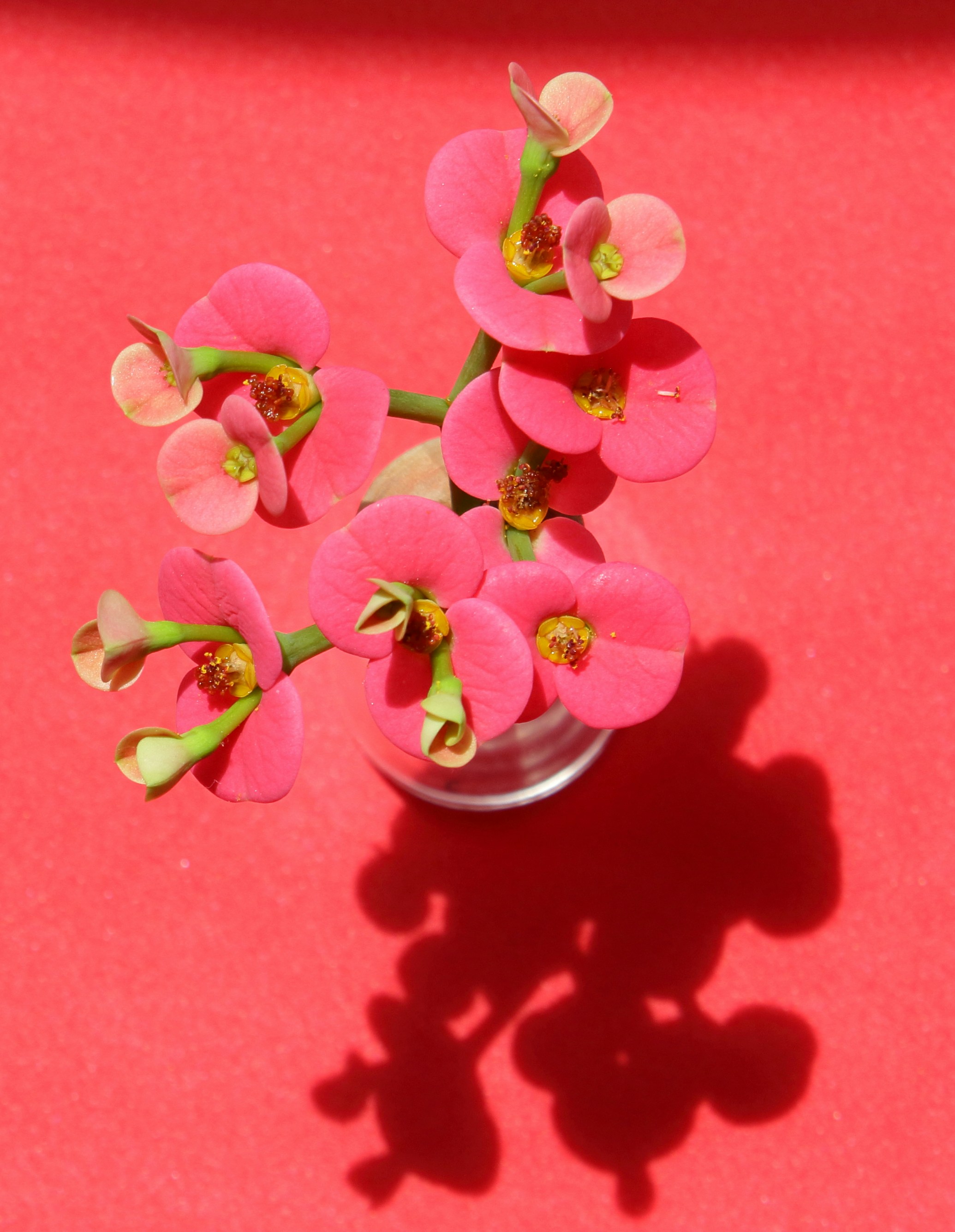 Scarlet Canvas: Pink Lisianthus in a Glass Vessel