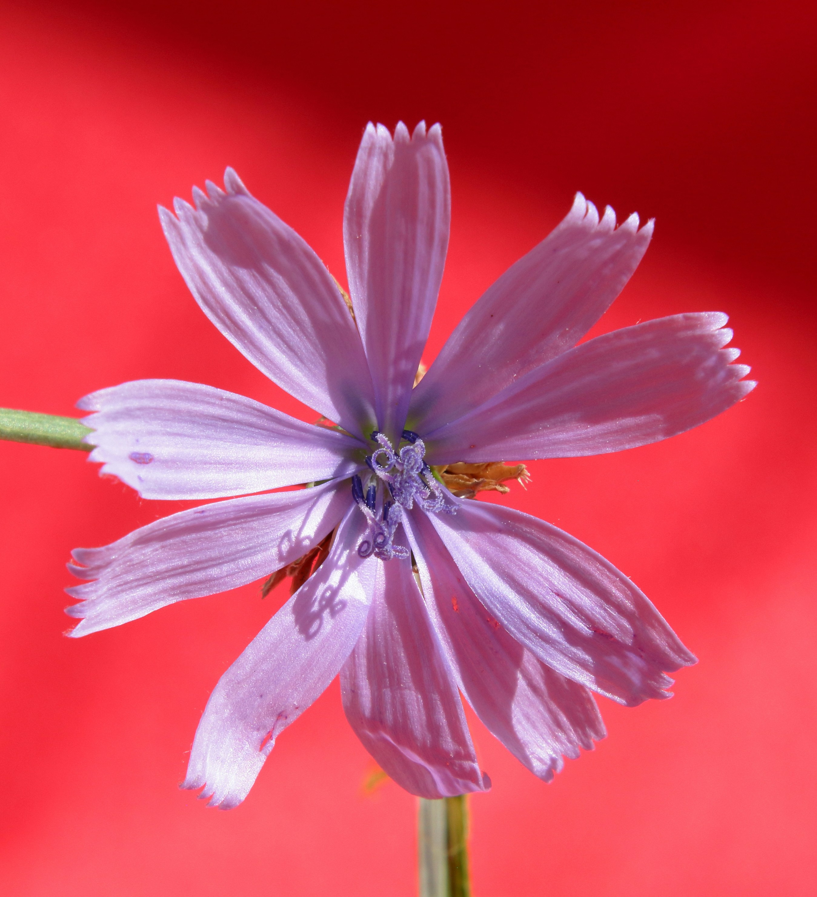 Petal Lattice: Lavender Bloom with a Scarlet Backdrop