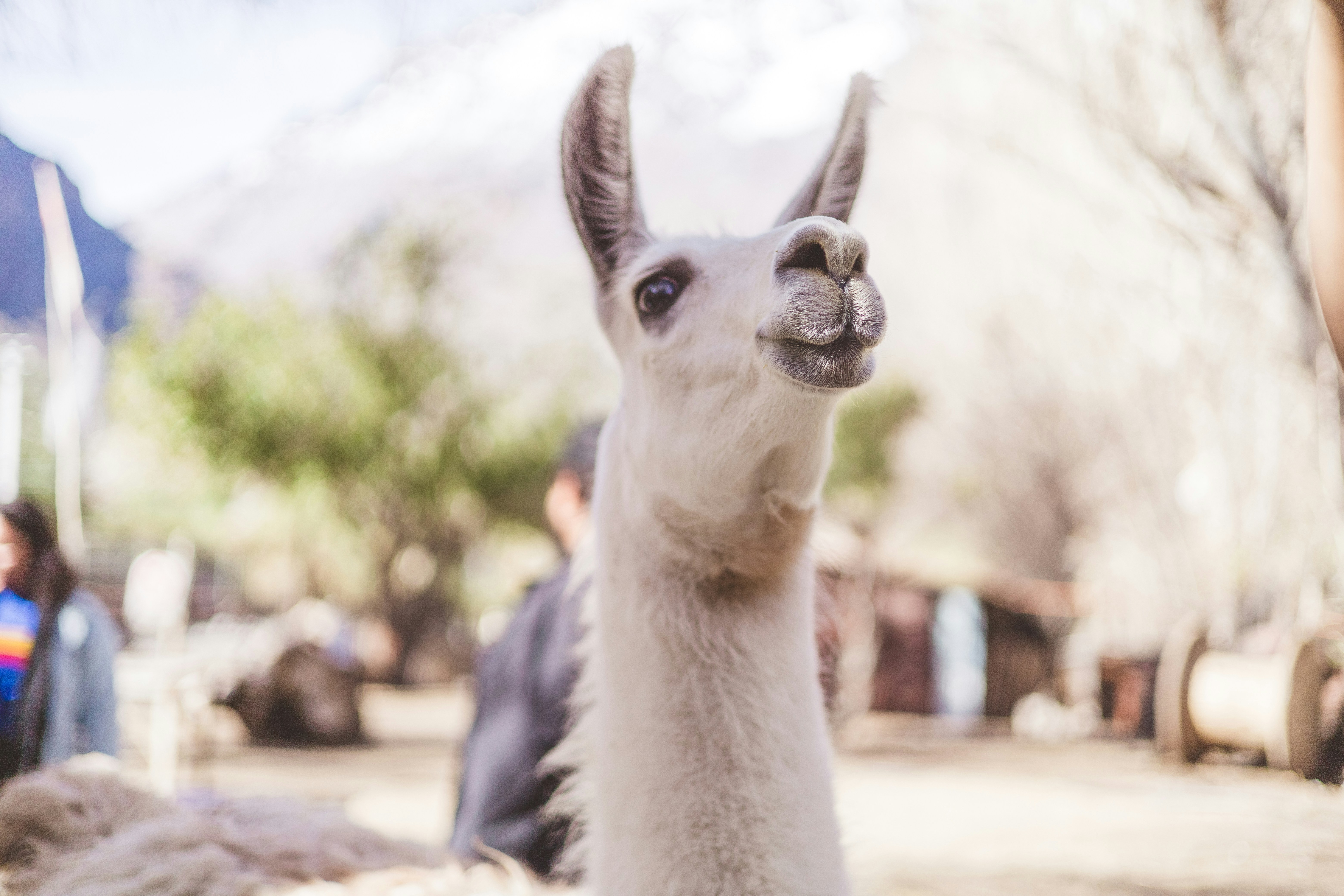 A close up of a llama with a person in the background photo – Free ...