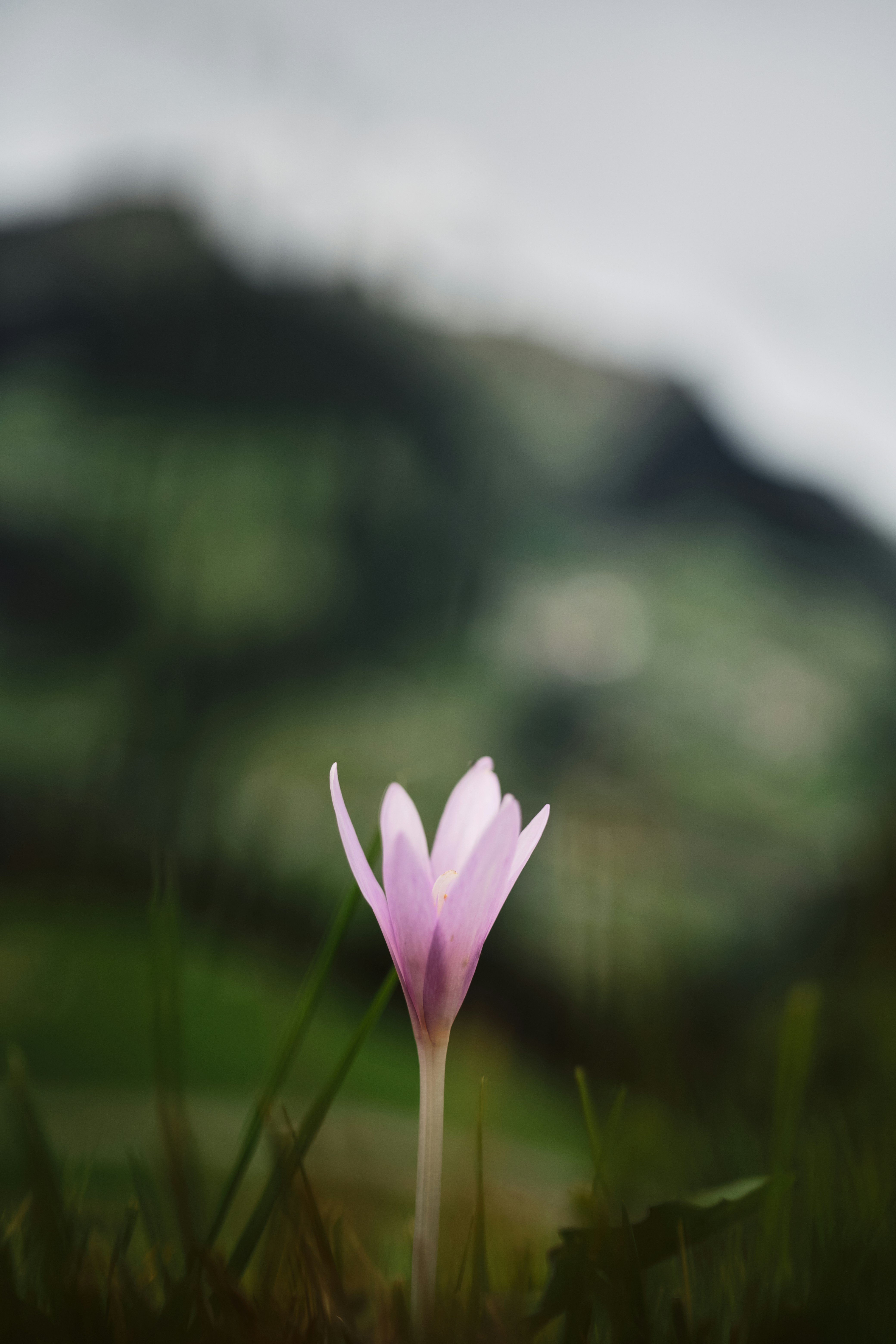 Lone Pink Crocus Against a Hushed Alpine Backdrop