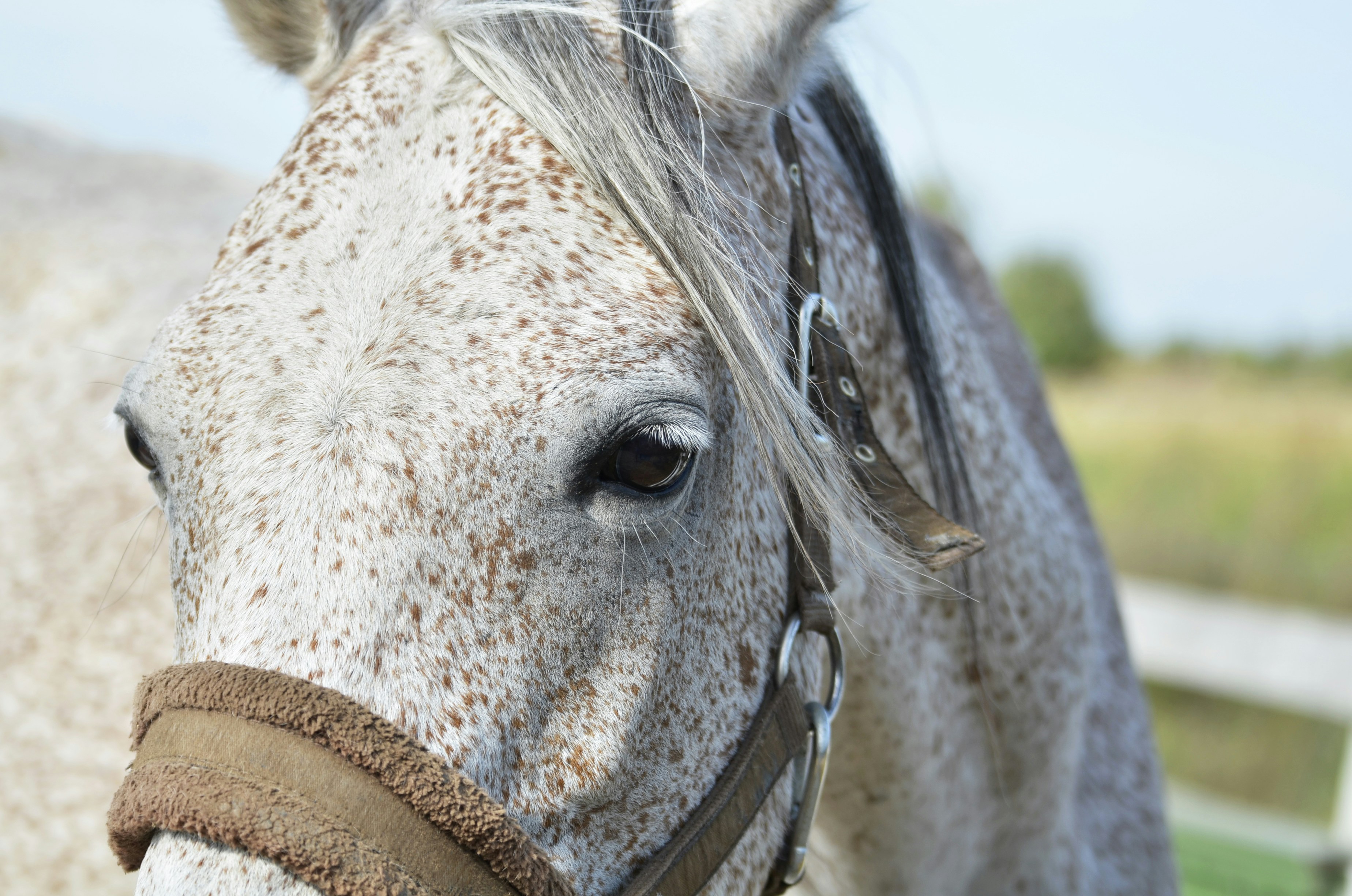 10 Fascinating Facts About Horse Vision - Animals Around The Globe