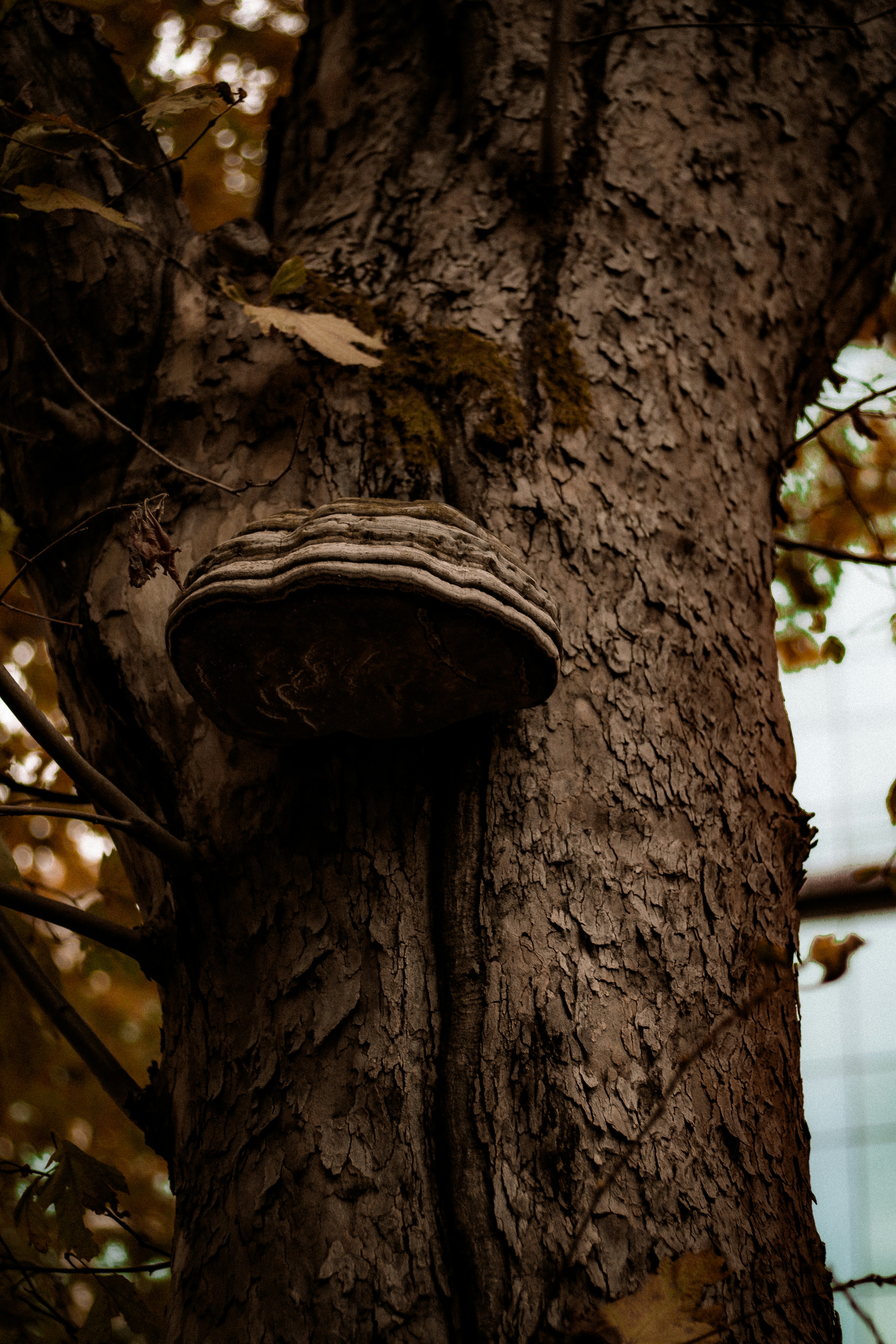Shelf Fungus on a Weathered Trunk in Warm Autumn Light