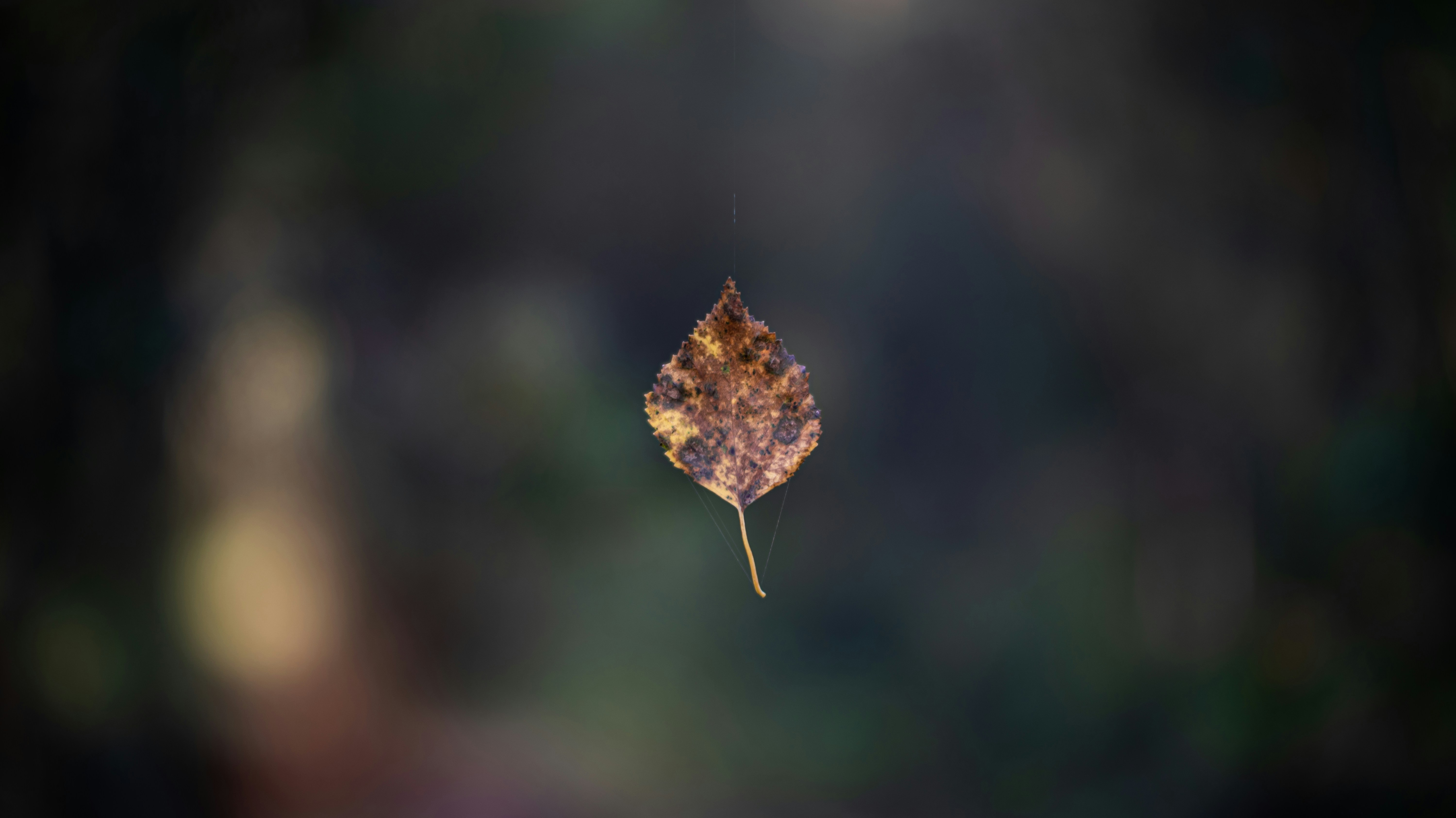 A single leaf floating in the air photo – Free Природа Image on Unsplash
