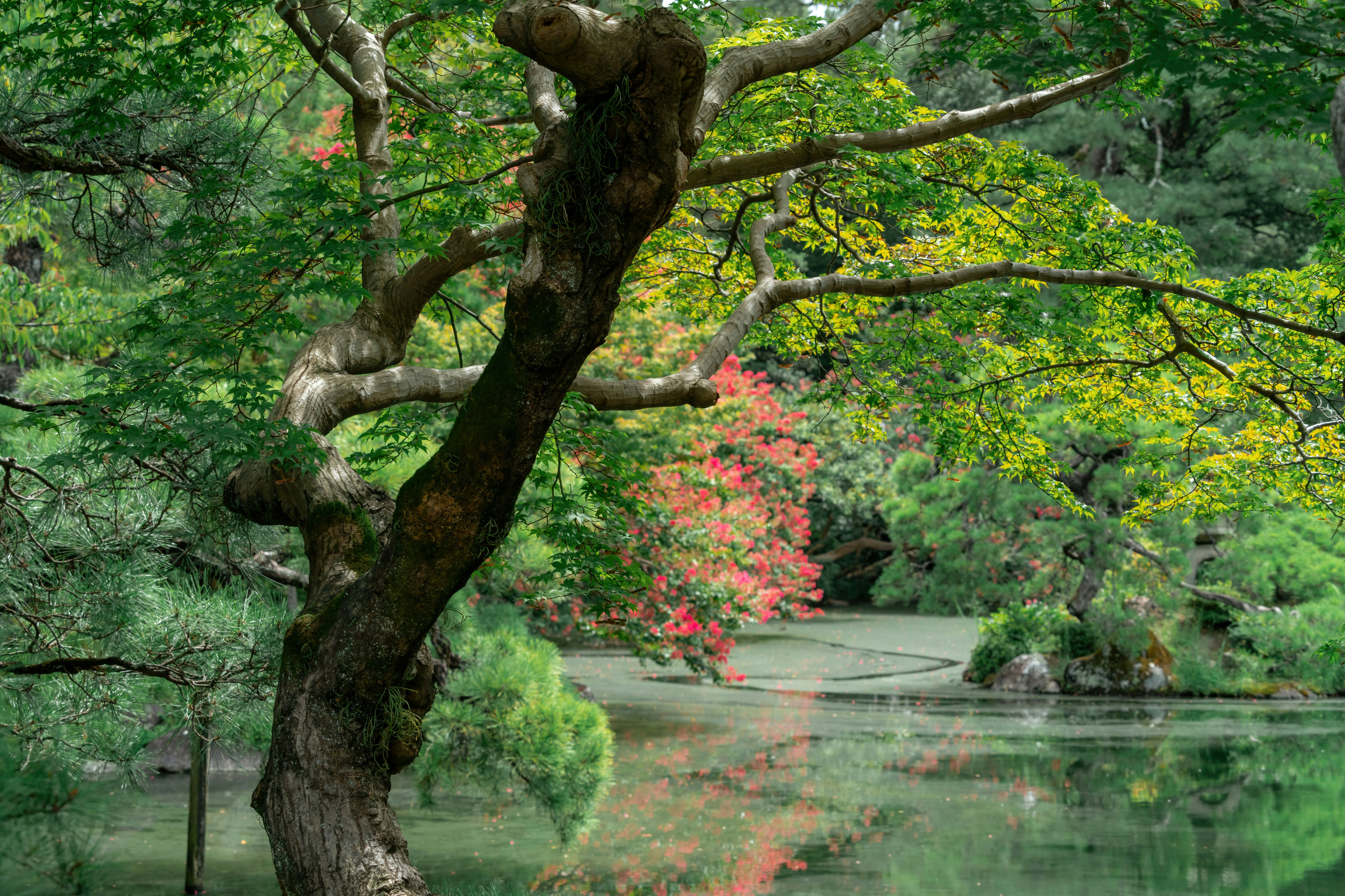 a pond surrounded by trees in a park
