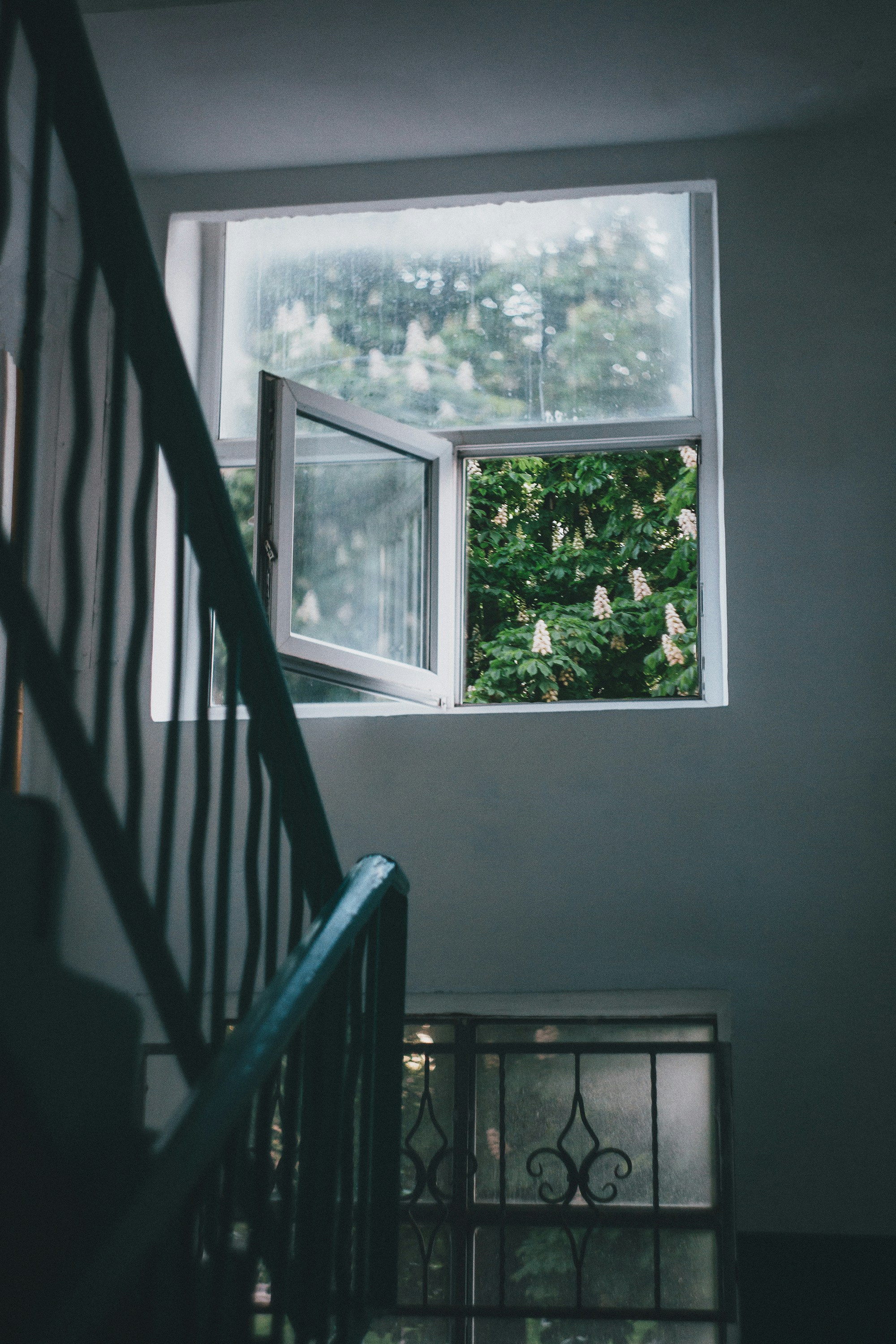 A window with a view of a tree outside photo – Free Novokubansk Image ...