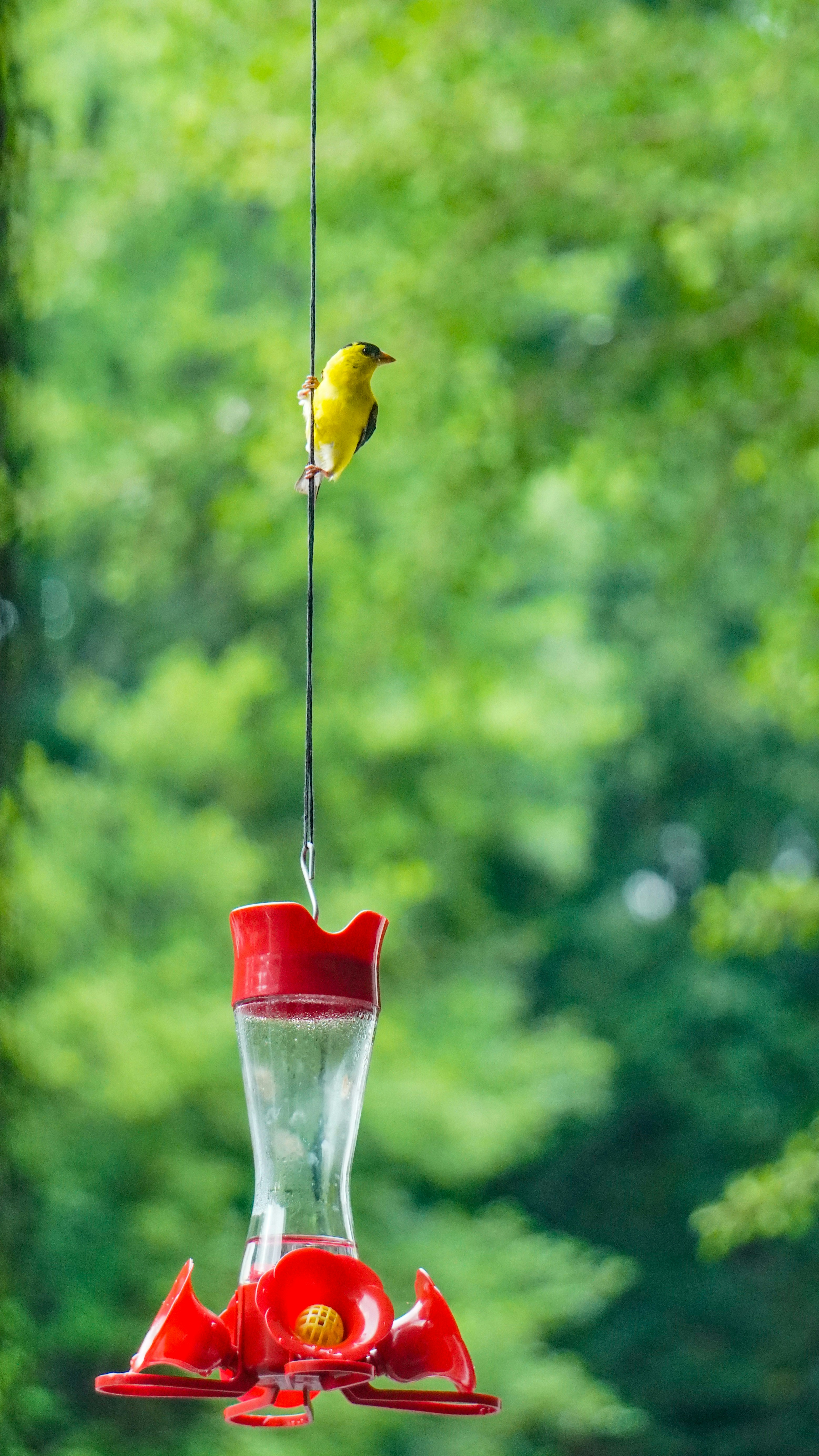 Yellow Bird on a Narrow String: A Quiet Moment Over a Red Feeder