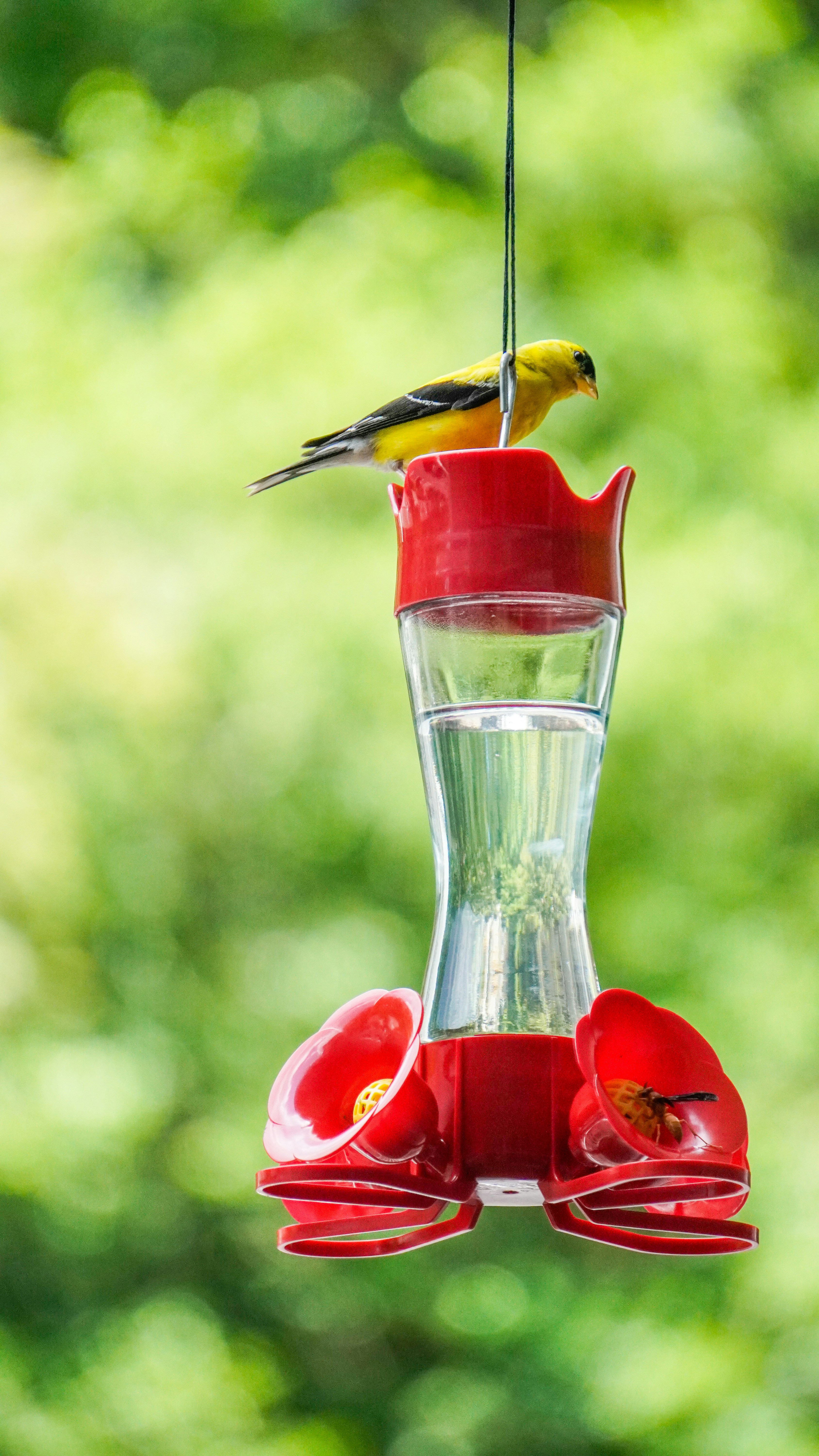 Goldfinch on a Crimson Feeder: A Quiet Moment of Color in a Sunlit Garden