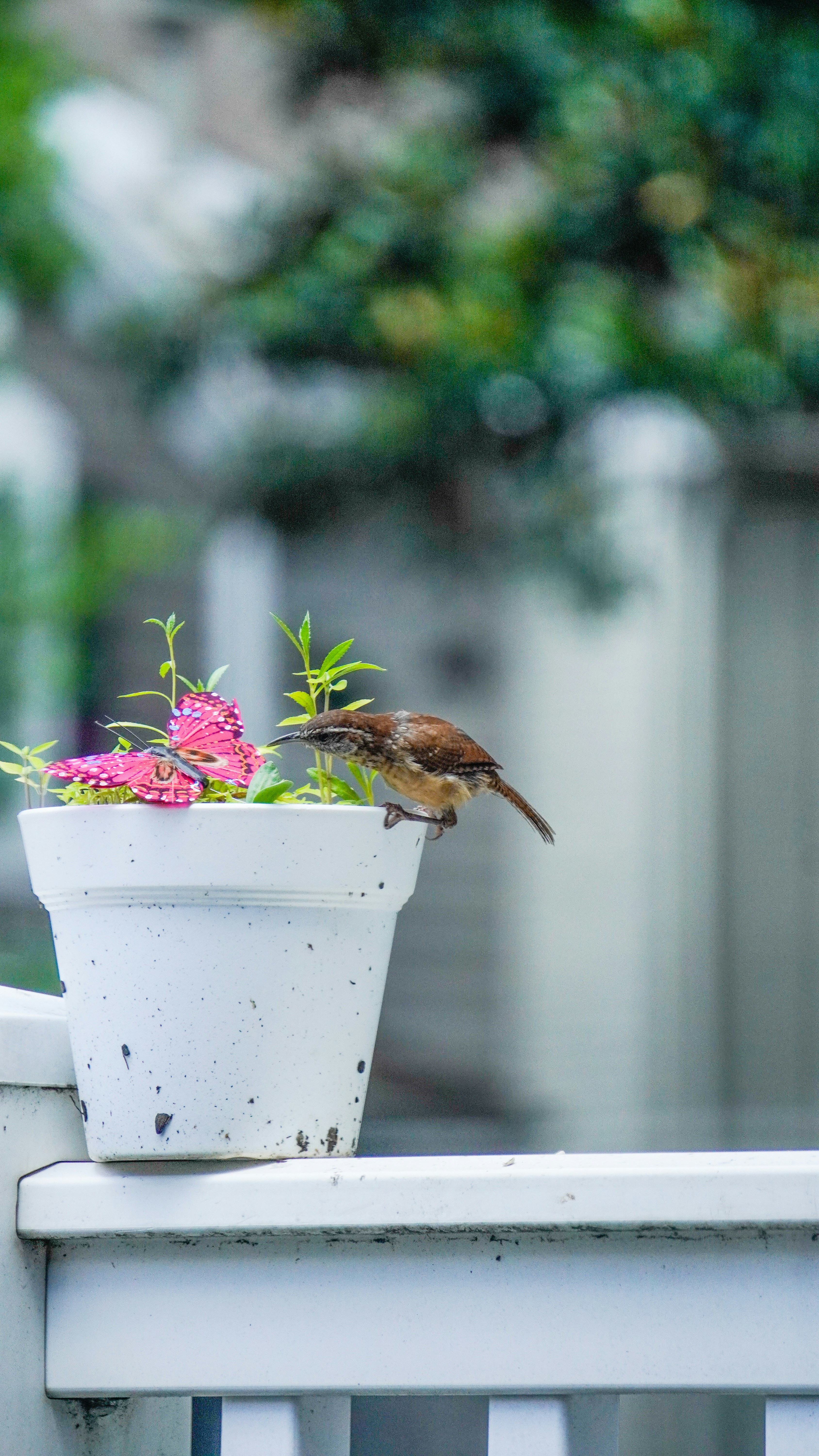 Tiny Hued Glider on a White Balcony Bloom